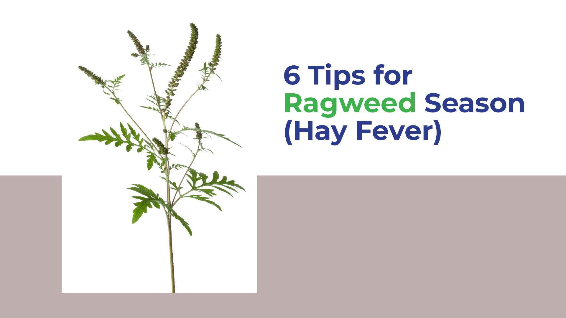 6 Tips for Ragweed Season