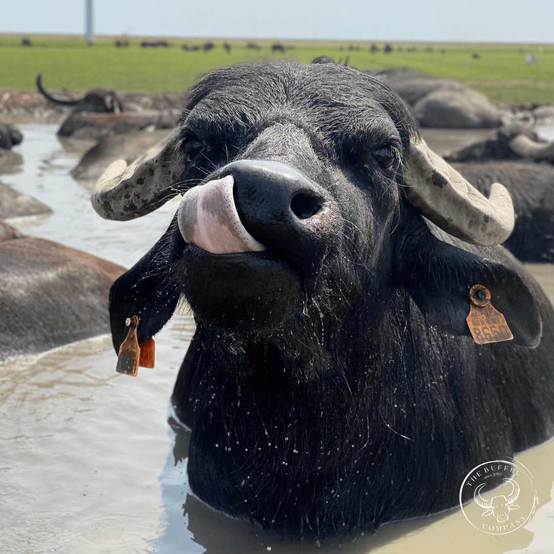 Online bestellen | The Buffel Company