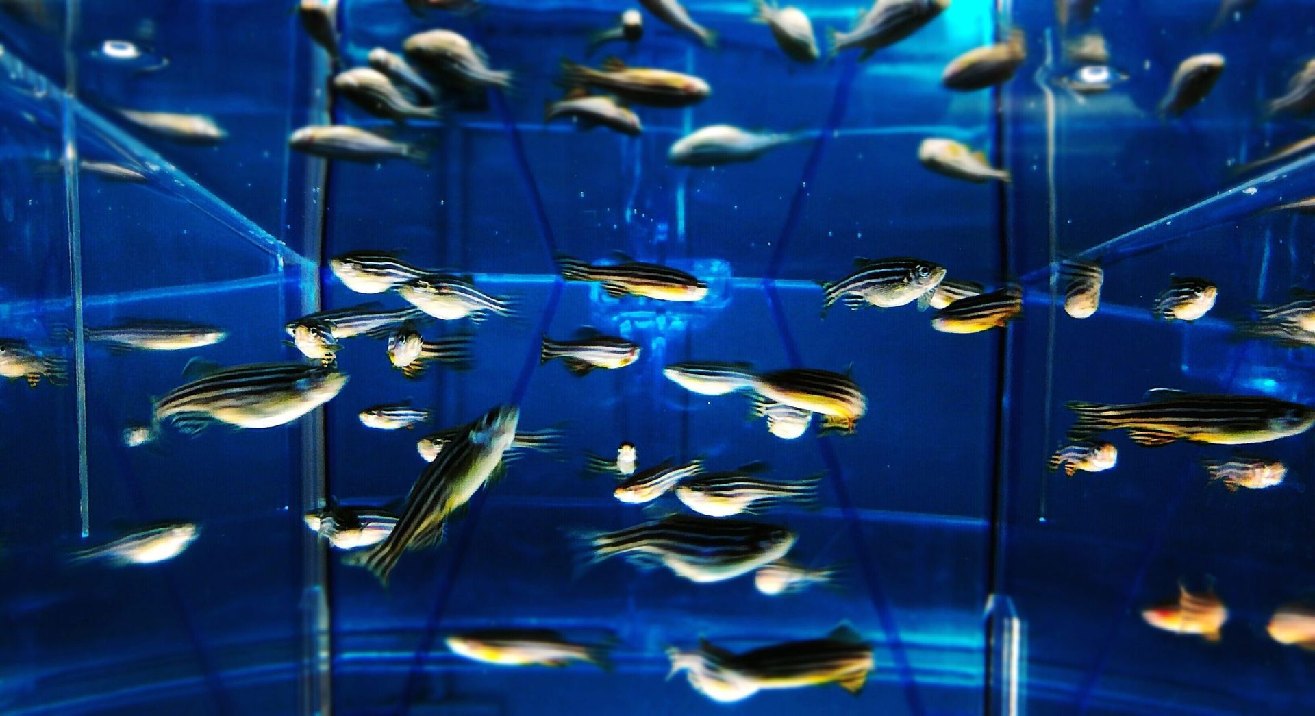 Zebrafish Husbandry Basics - Zebrafish Husbandry Association