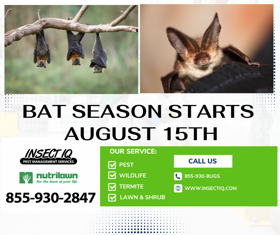 Bat Season starts August 15th. We can help!