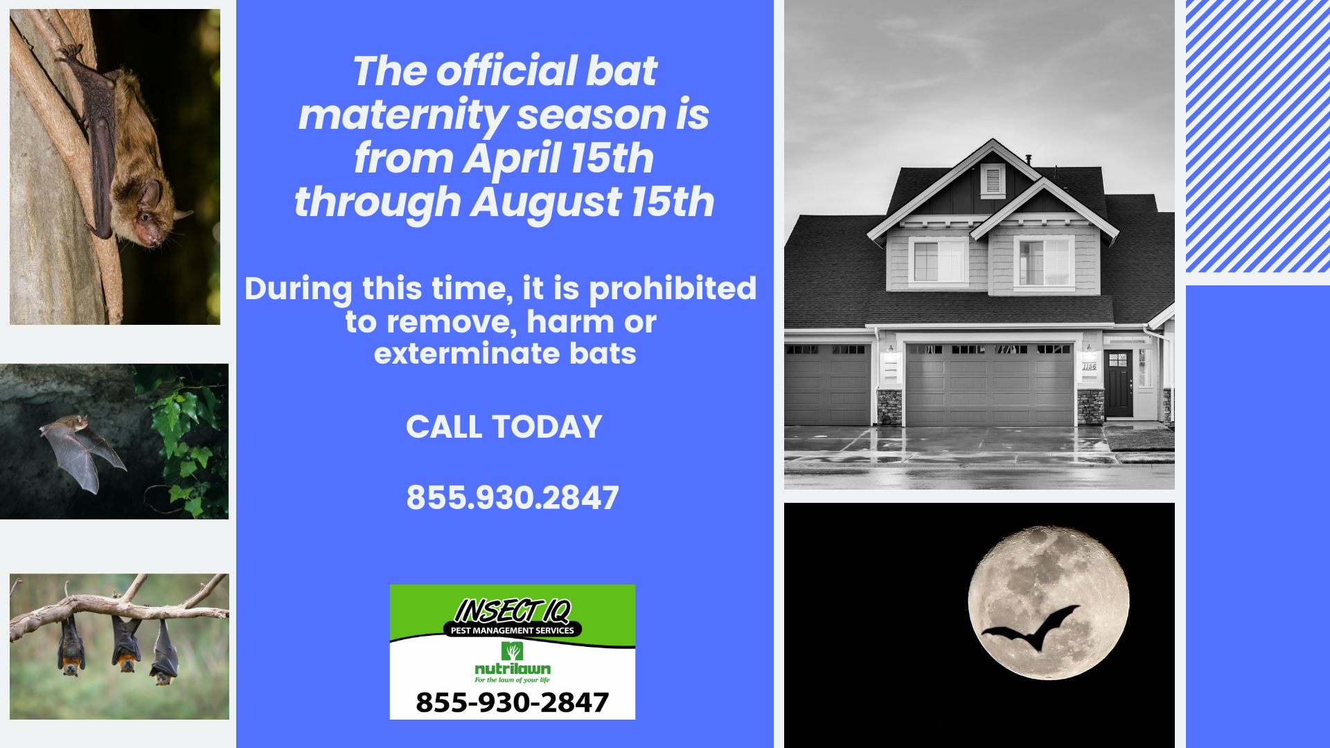 Bat Season is over April 15th. We can help!
