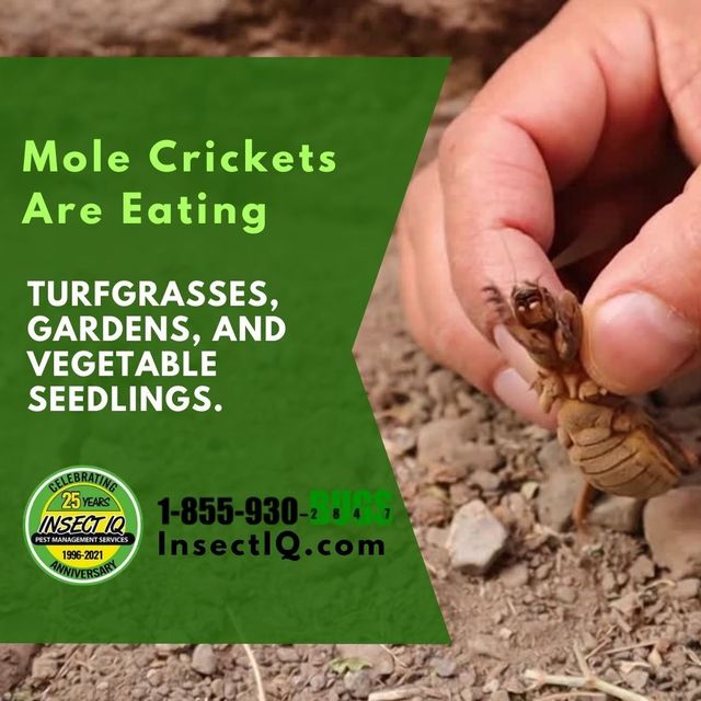 mole cricket information