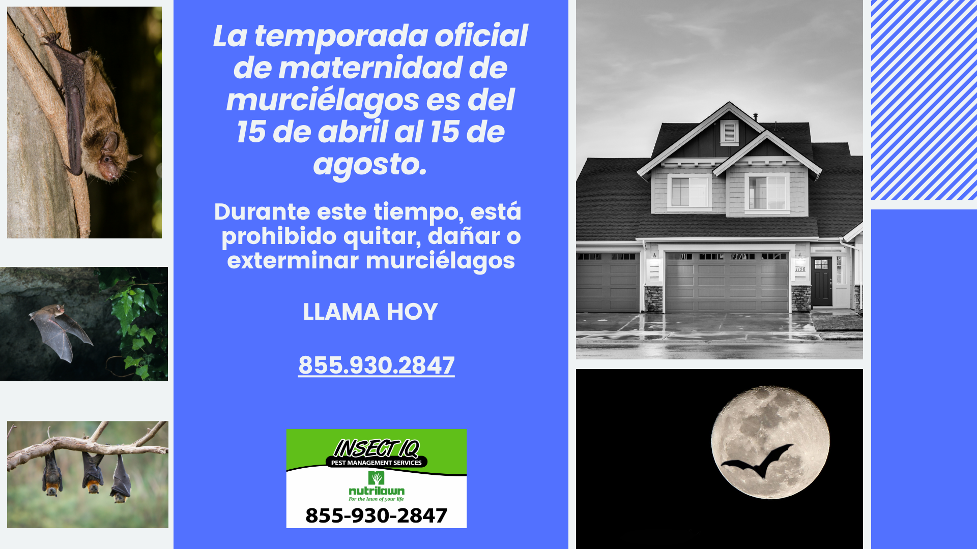 La Temporada De Murci lagos Termina El 15 De Abril Podemos Ayudar la-temporada-de-murci-lagos-termina-el-15-de-abril-podemos-ayudar