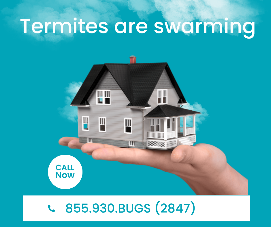 WHY ARE TERMITES SWARMING IN MY HOUSE? WE CAN HELP!