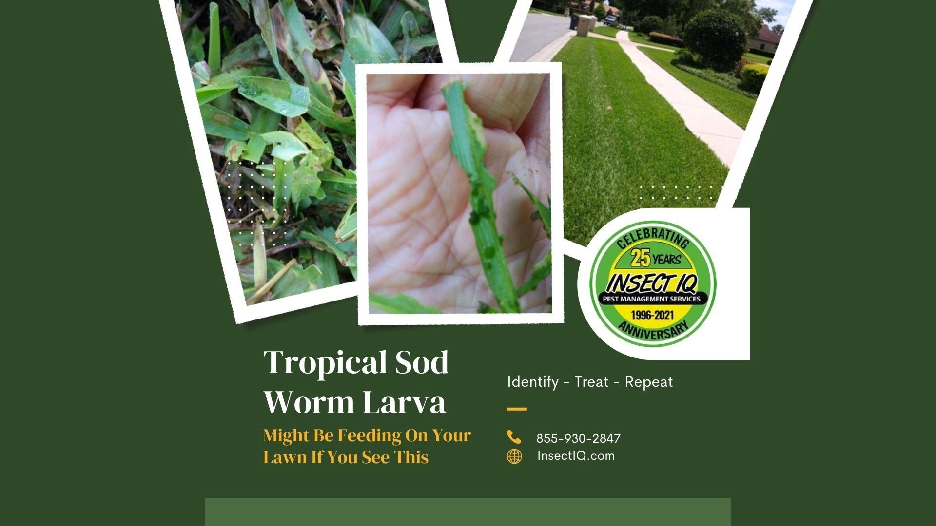 Tropical Sod Webworm Larva Might Be Feeding On Your Lawn If You See This