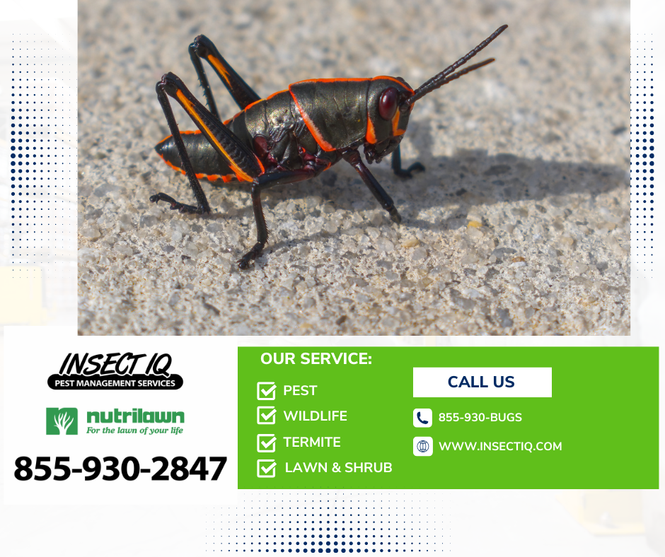 Expert Insights: Managing the Annual Lubber Grasshopper Invasion