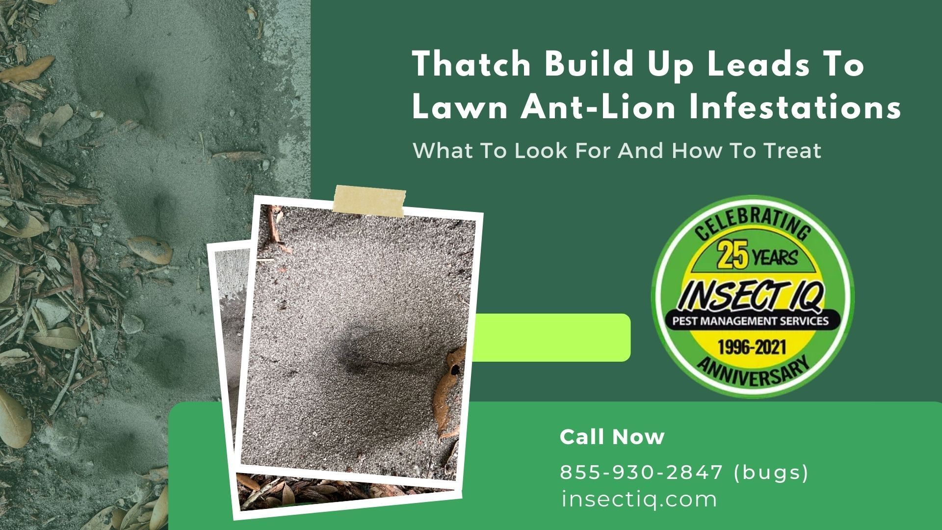 Thatch Build Up Leads To Lawn Ant-Lion Infestations | What To Look For ...
