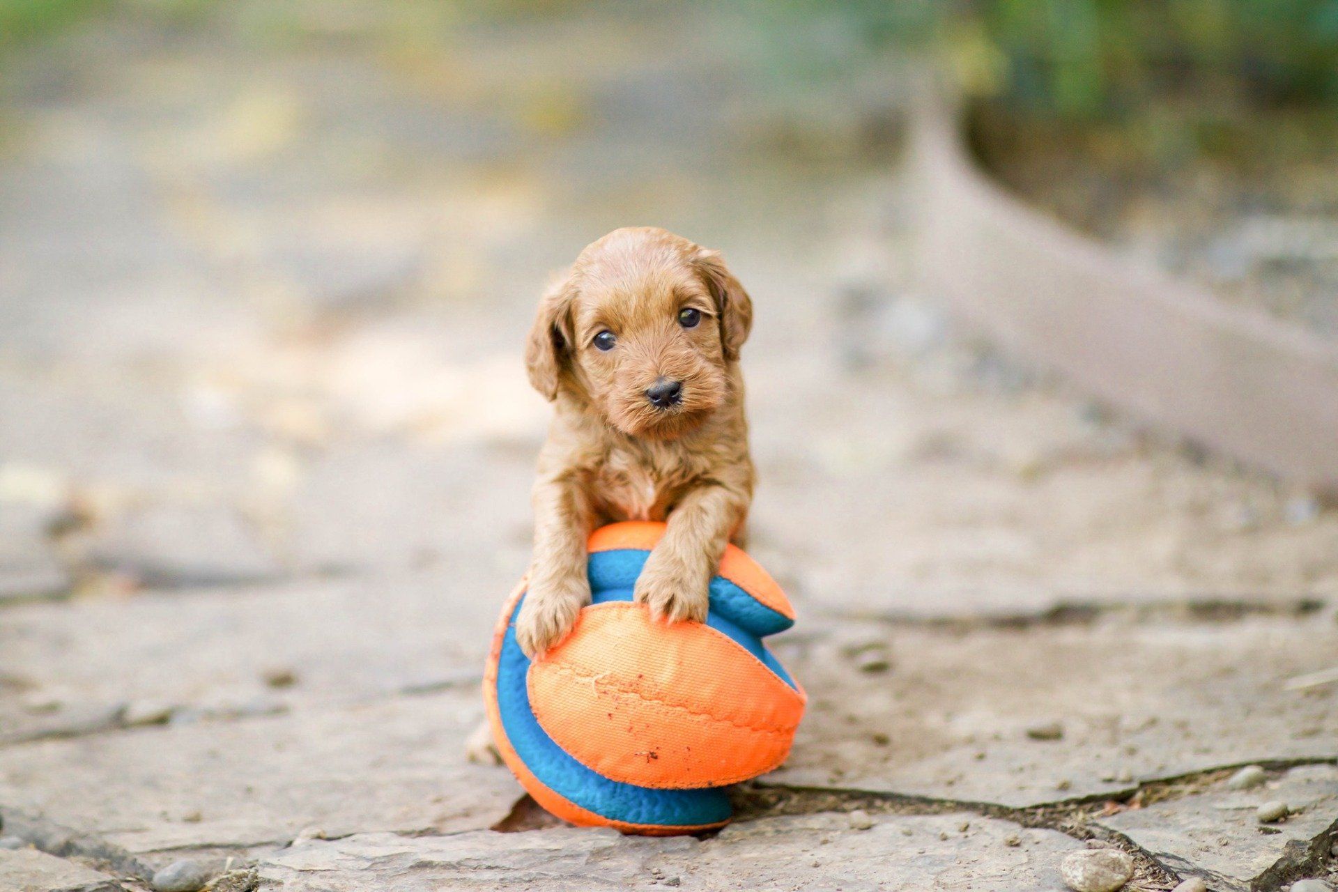 Home | Bedrock Labradoodles