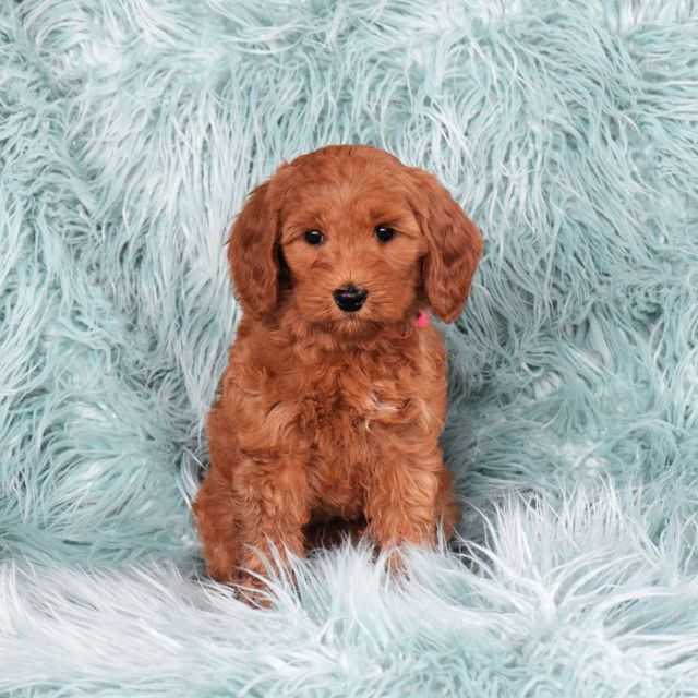 Cute Labradoodle Puppies Cutest Labradoodle Puppies 2025