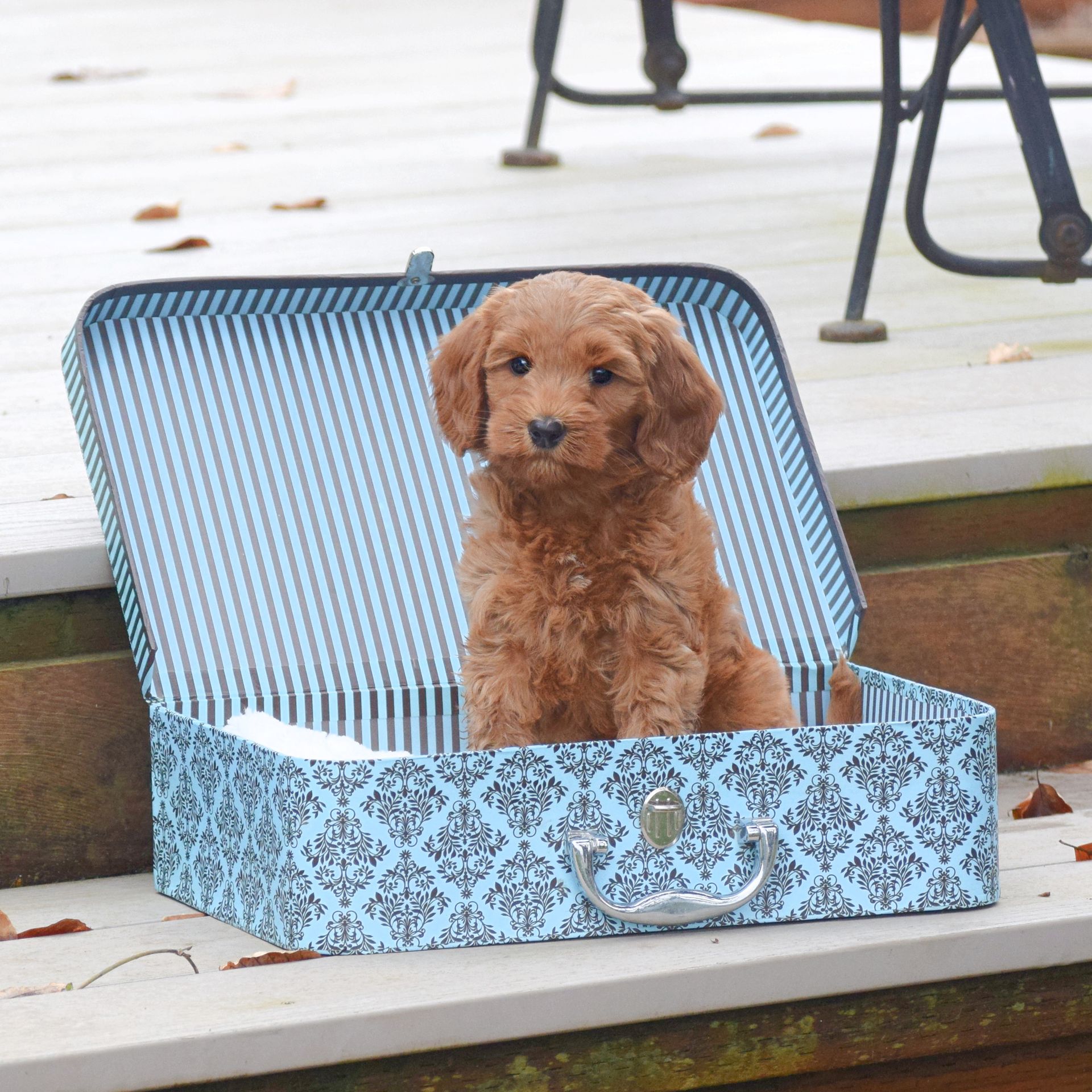 Adorable Labradoodle Puppy