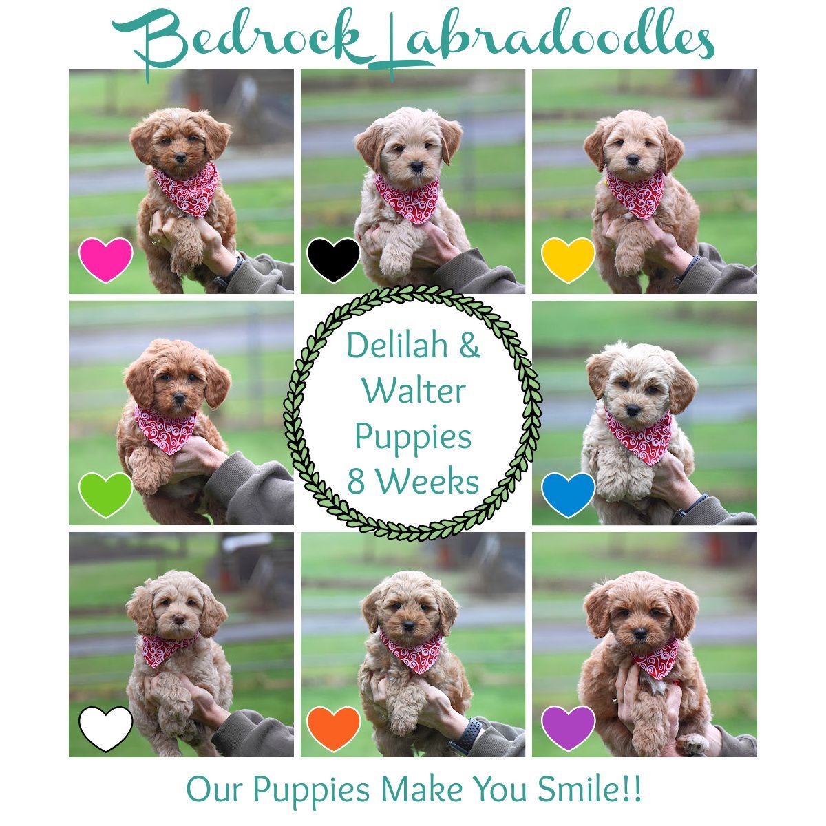 Mini Labradoodle Puppies