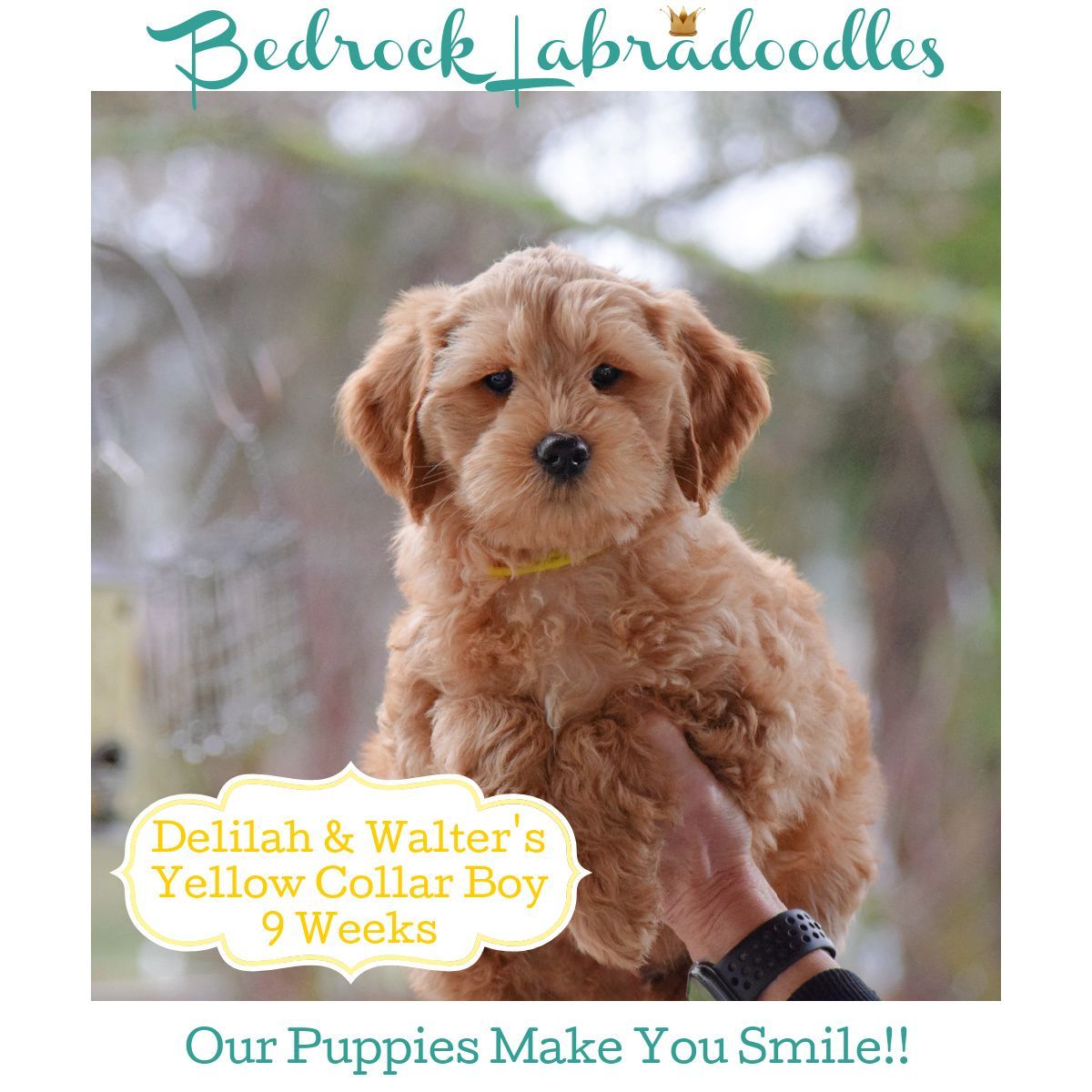 Adorable Mini Labradoodle