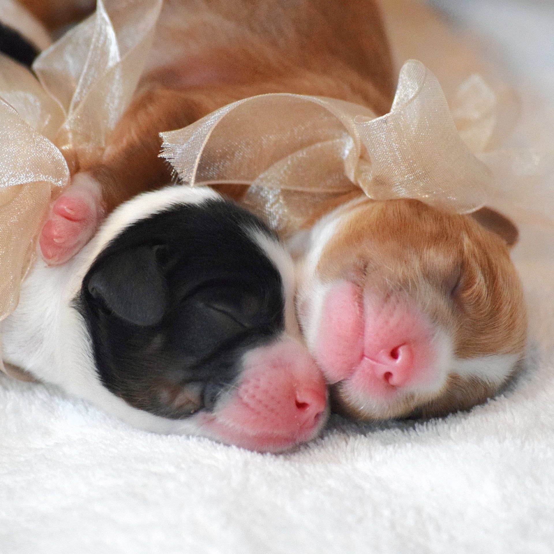 Labradoodle Puppies!