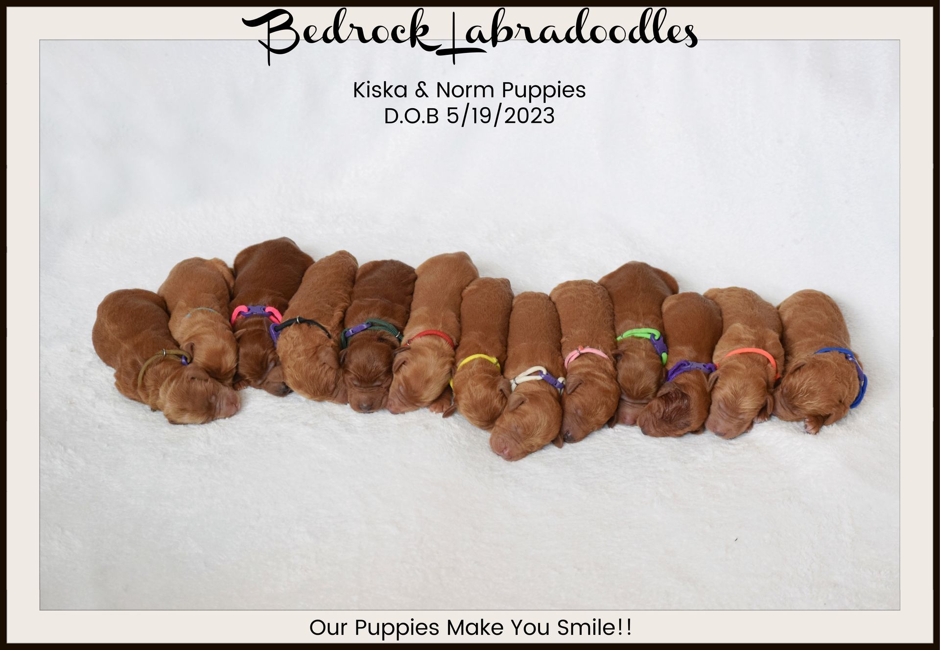 13 Labradoodle Puppies!