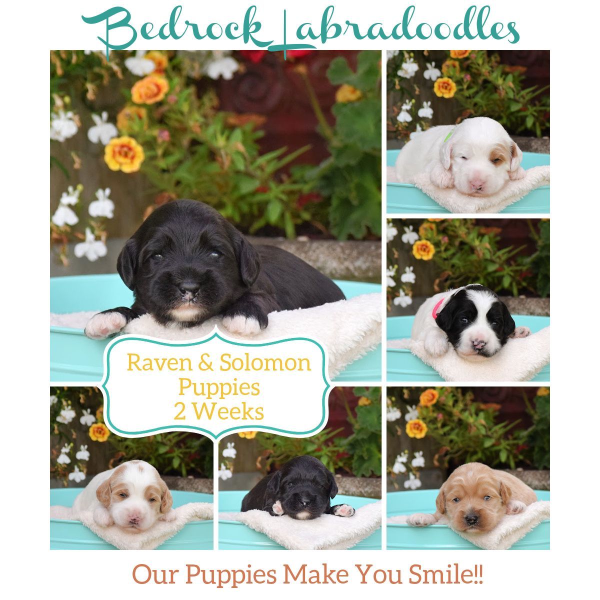 Current Litters | Raven & Solomon