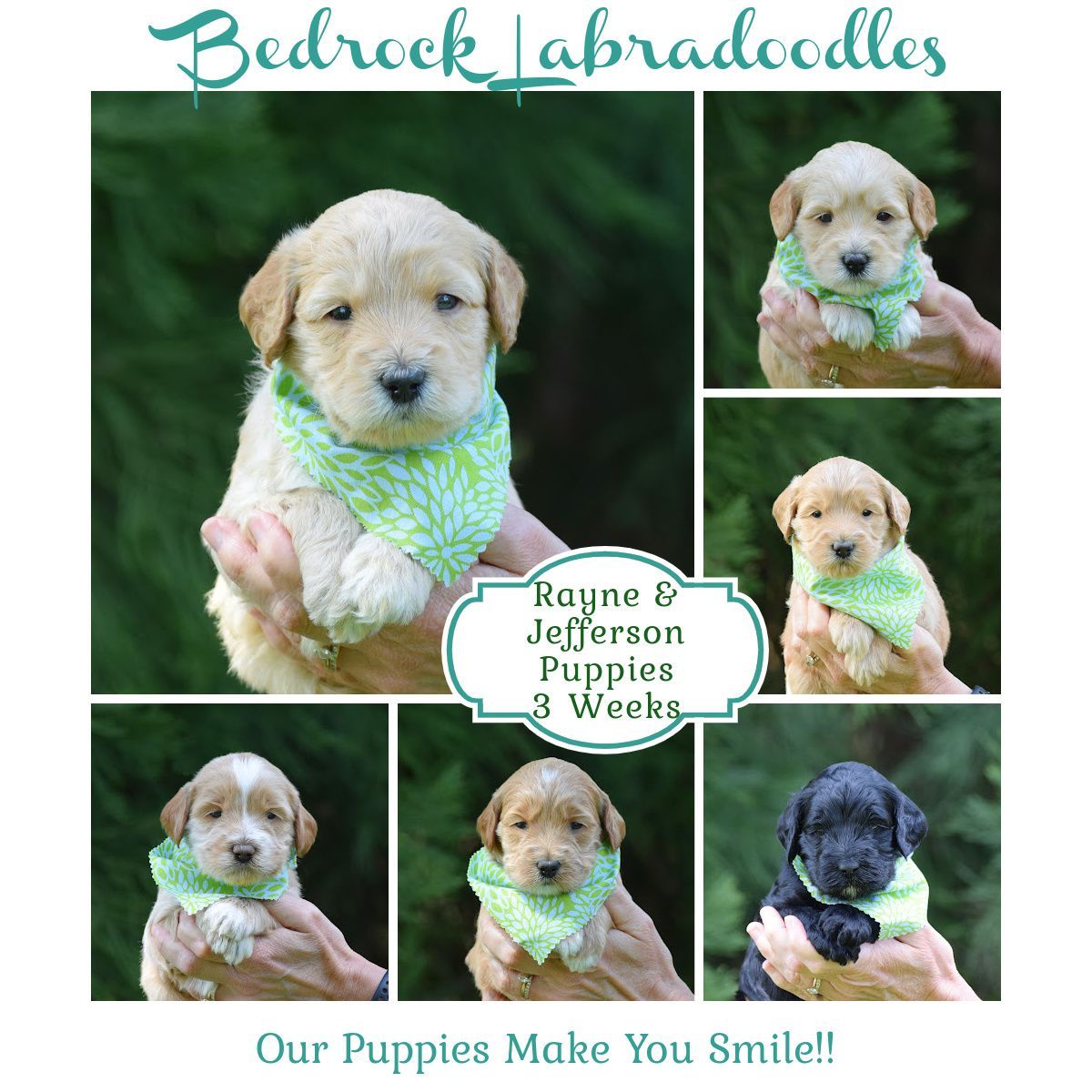 Labradoodle Puppies Available