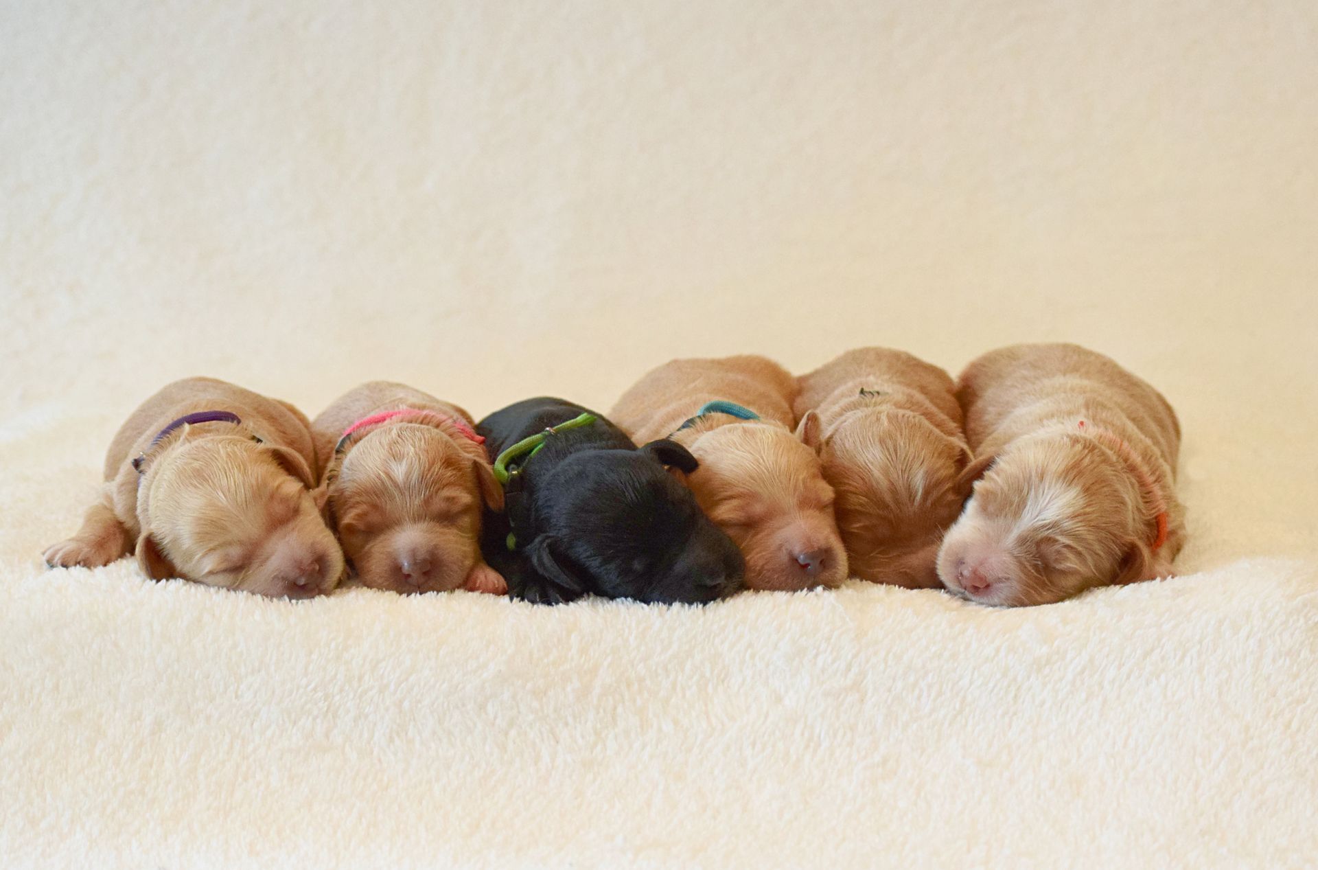 Labradoodle Puppies