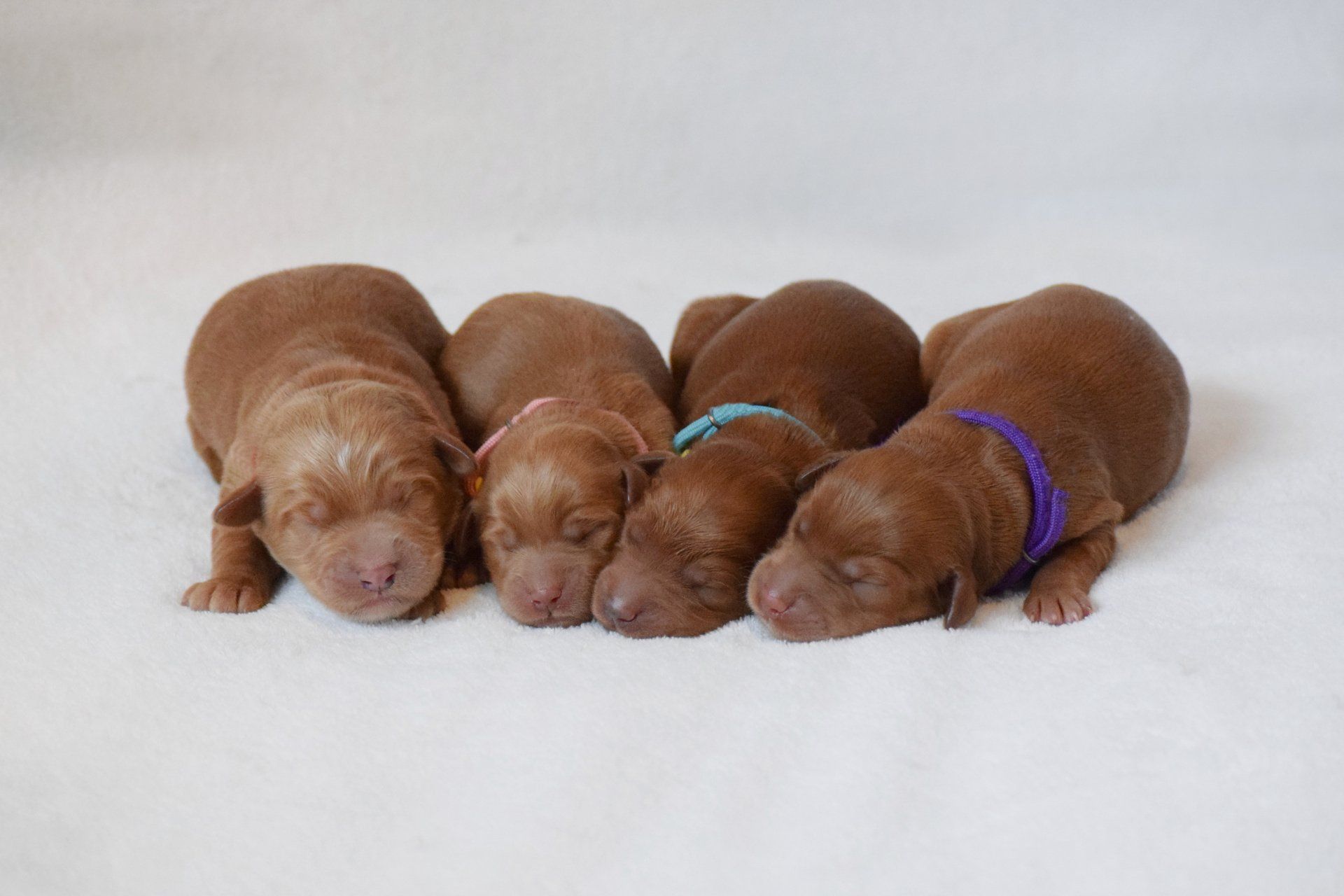 Sheba & Royce's Labradoodle Puppies Are Here!