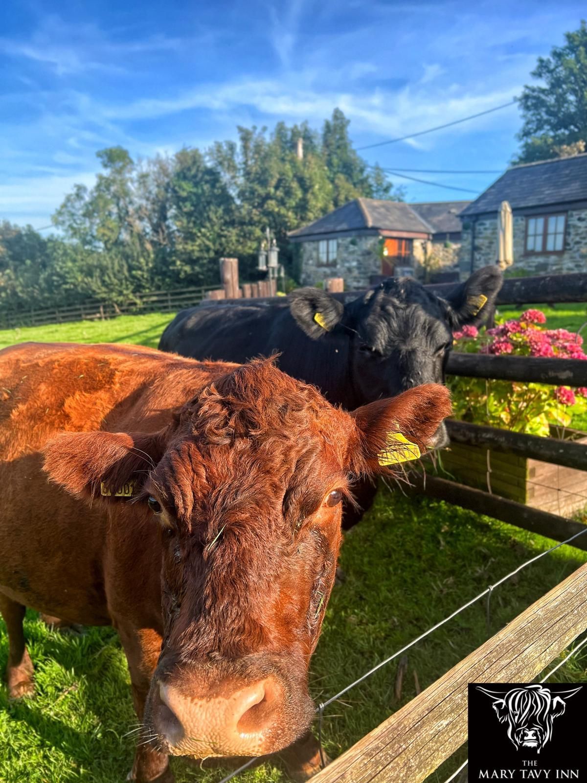 Traditional inn and bar | The Mary Tavy Inn