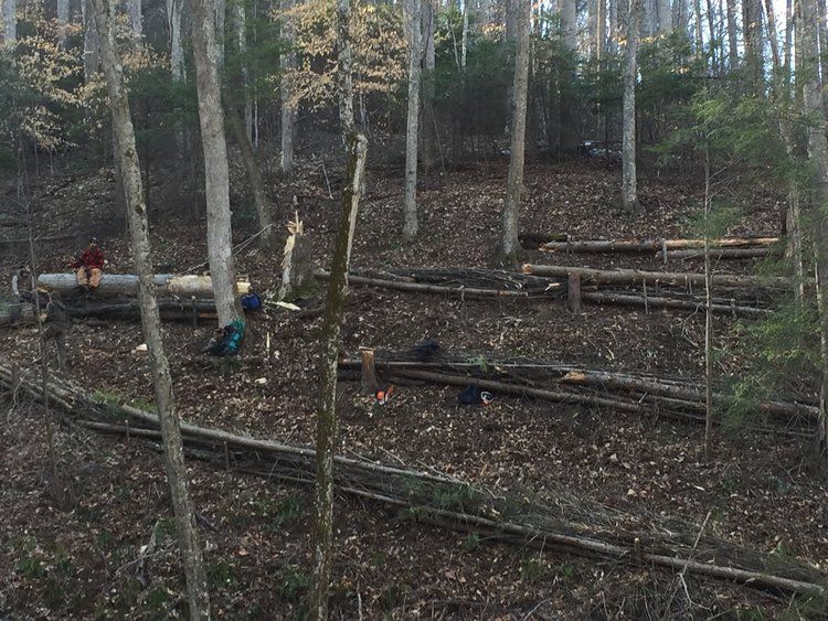 Tree Care Partnership | WNC Arbor Alliance | WNC