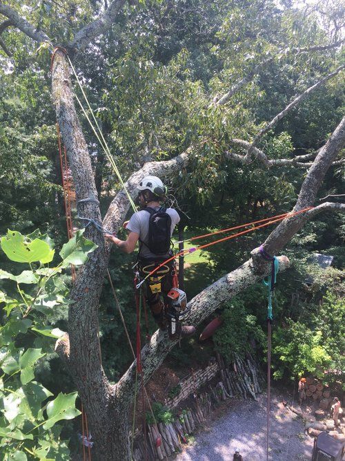 Arborist Services | WNC Arbor Alliance | Asheville, NC