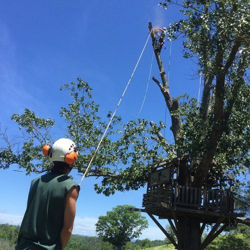 Donate for Tree Care | WNC Arbor Alliance | WNC