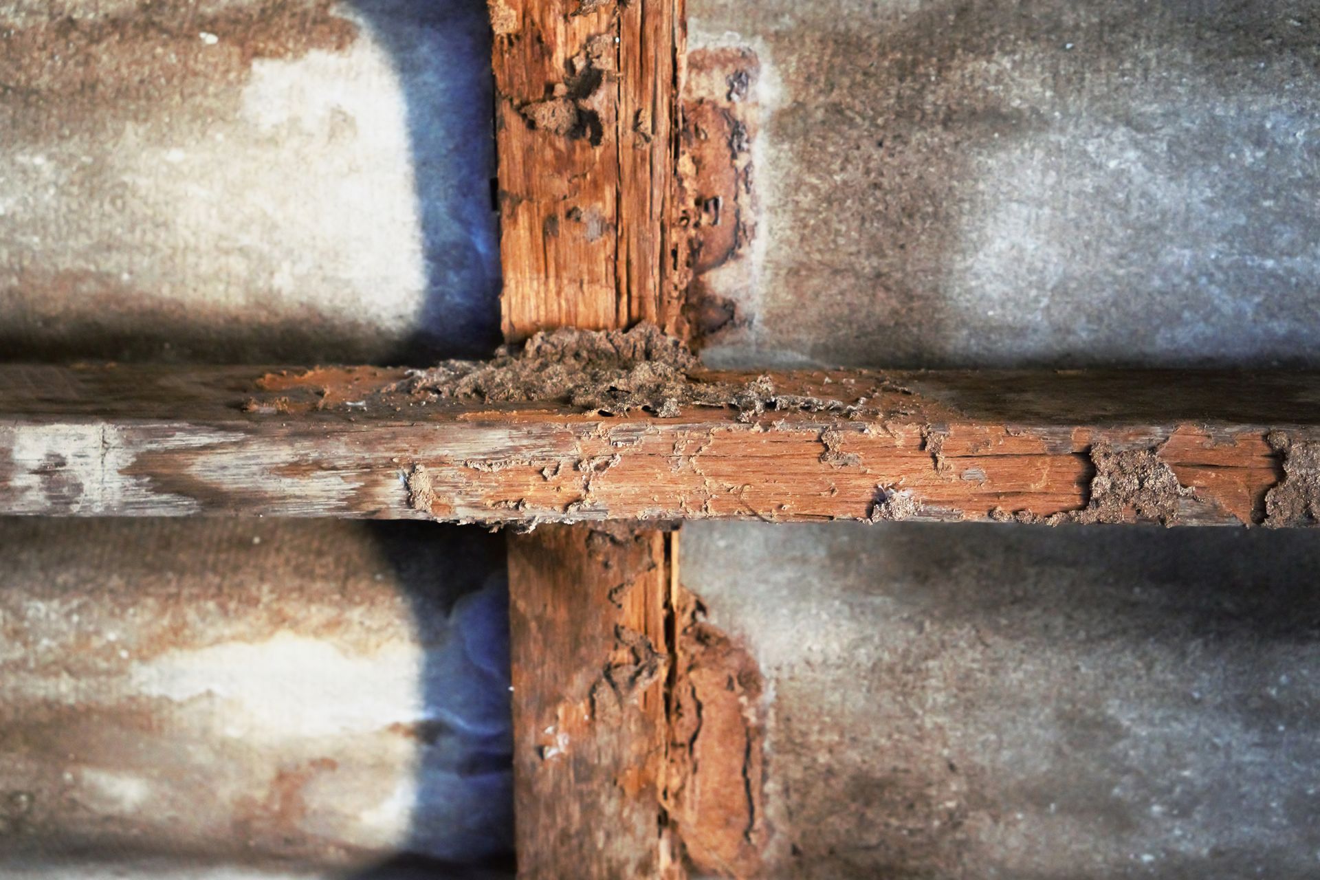 How to Spot Early Signs of Termite Damage in New Hampshire Homes