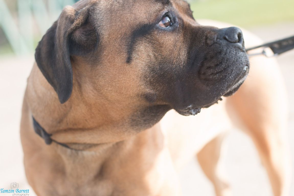 Home [www.largebreeddogrescueuk.co.uk]