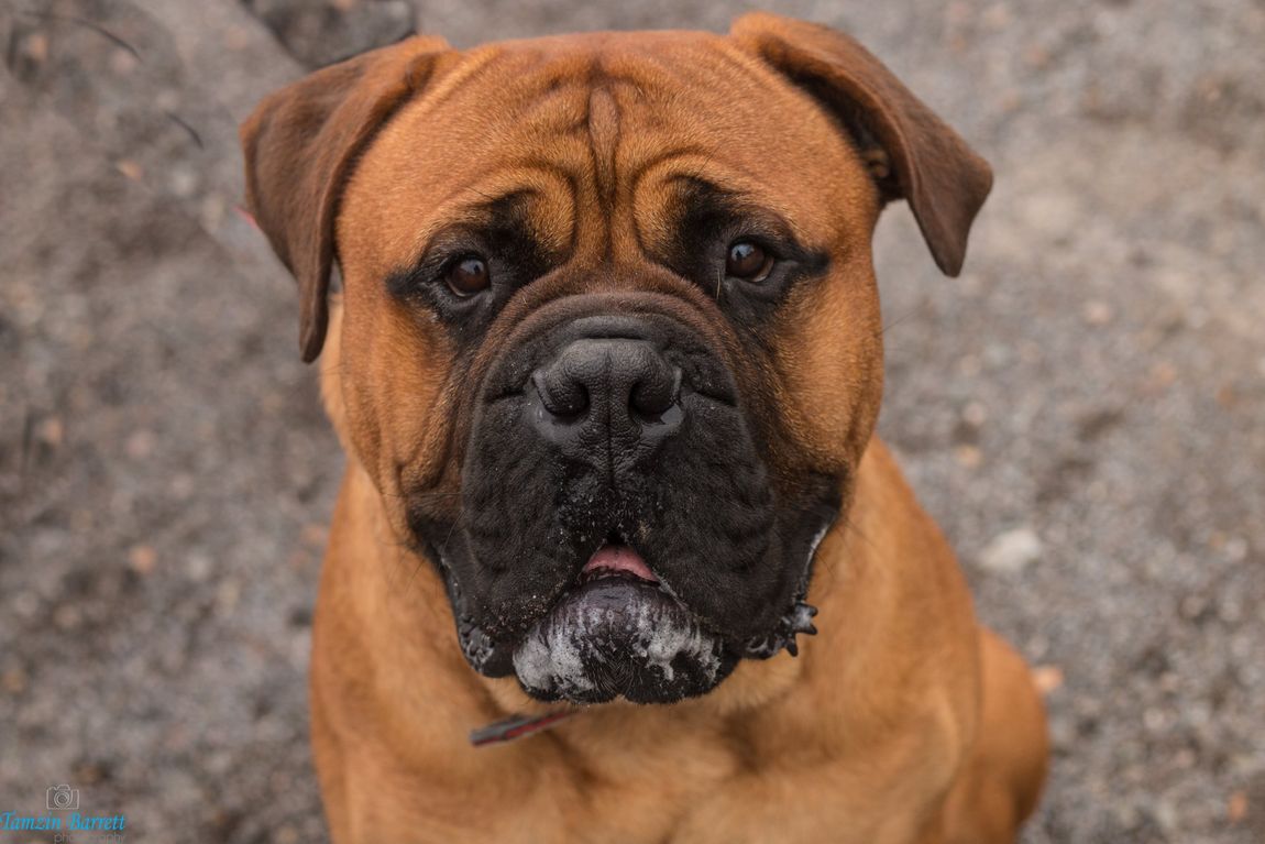 Home [www.largebreeddogrescueuk.co.uk]