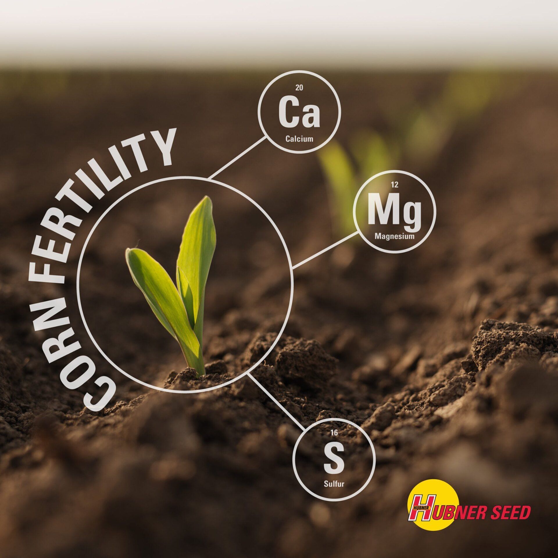 Benefits of Secondary Macronutrients for Corn Production
