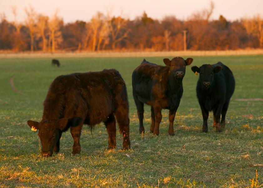 Planting Wheat for Grazing