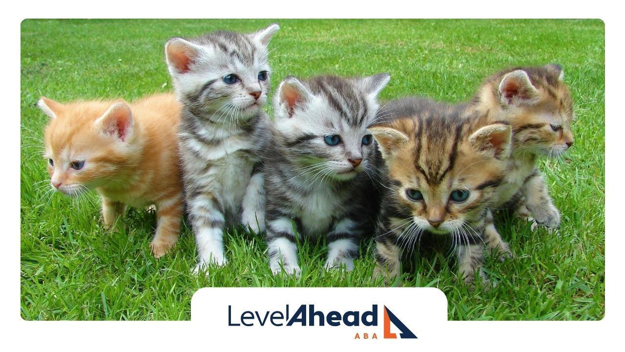 Are All Cats Autistic? Understanding Feline Behavior & Autism