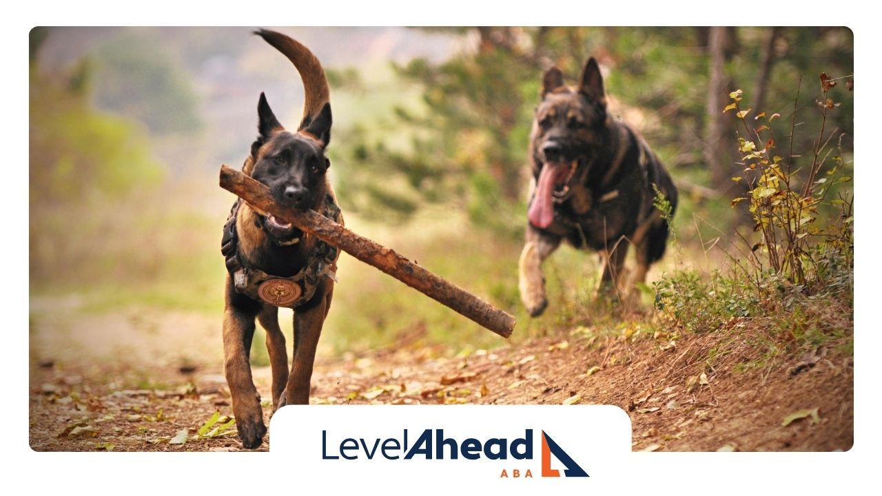 Can a Dog Have ADHD? Find Out Here | Level Ahead ABA