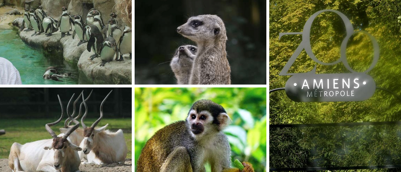 Sortie au zoo d'Amiens