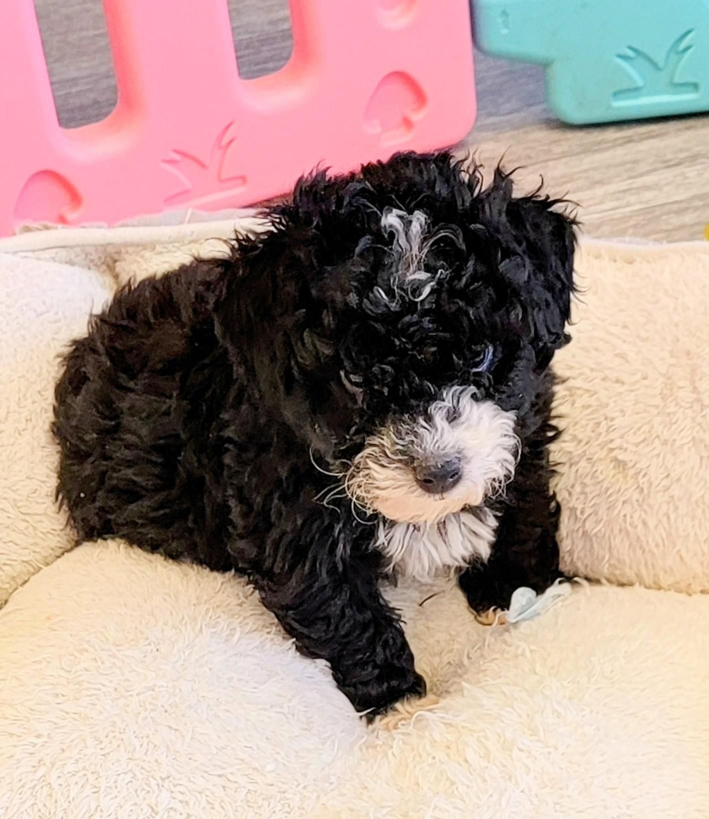 Hypoallergenic & Teacup Puppies for Sale in Milwaukee WI | Tiny Tykes ...