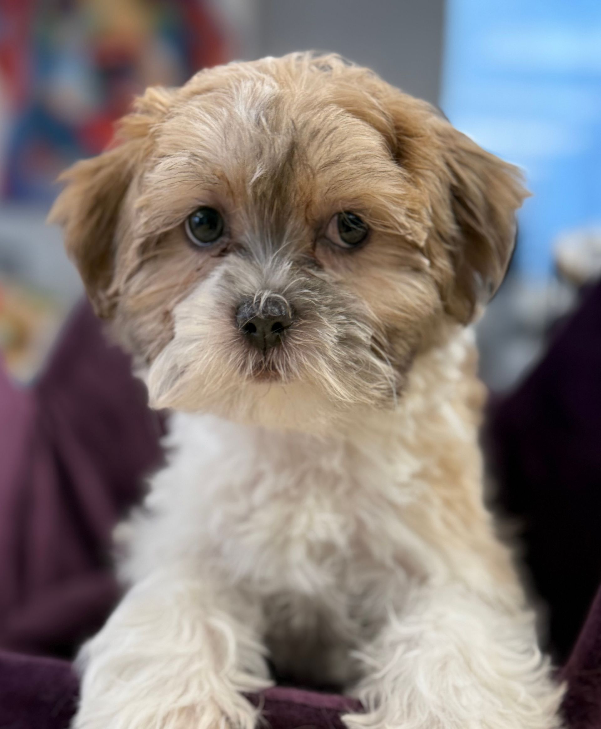 Reputable Toy & Small Dog Breeder in Wisconsin | Tiny Tykes Puppies LLC