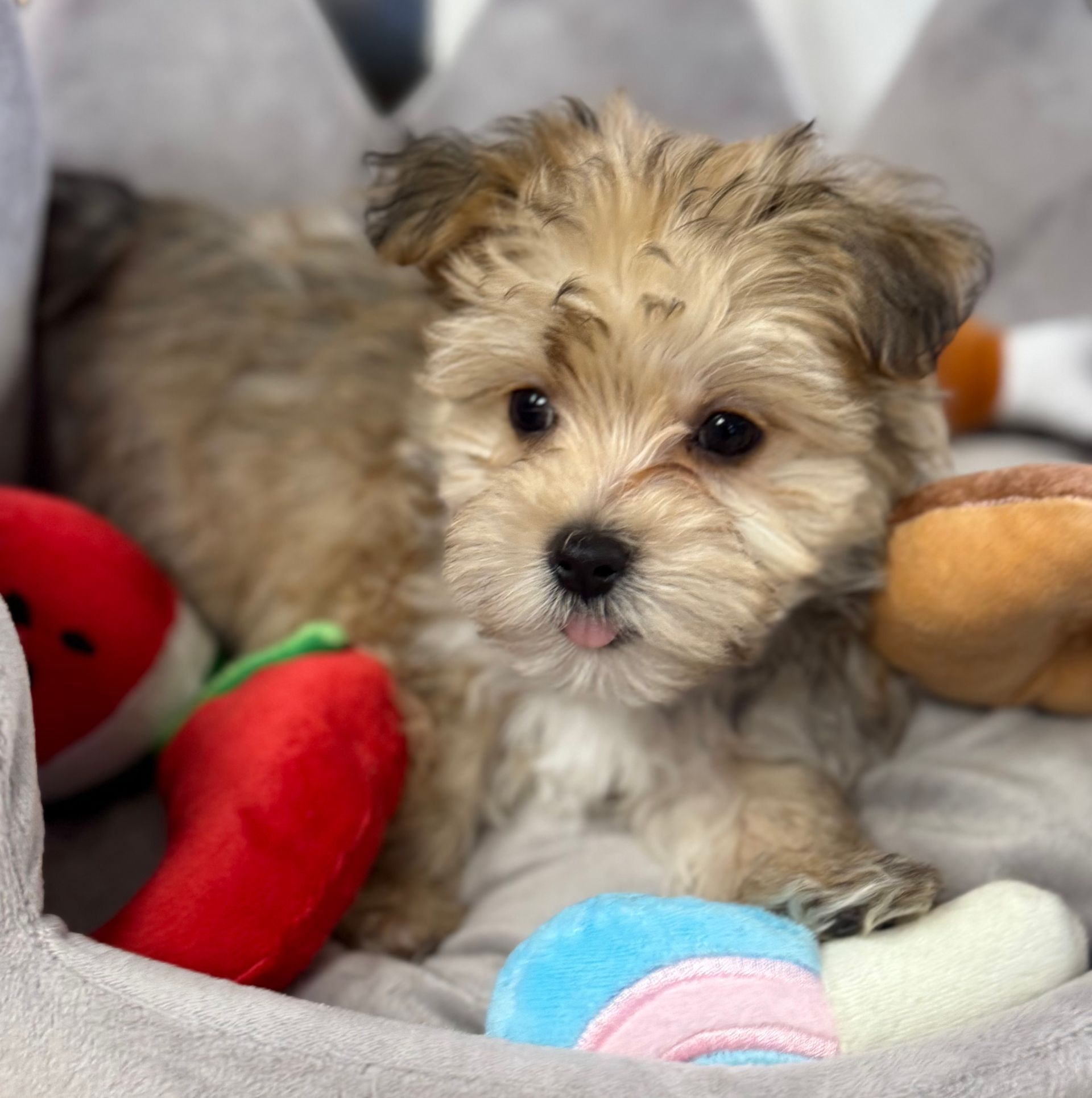Reputable Toy & Small Dog Breeder in Wisconsin | Tiny Tykes Puppies LLC