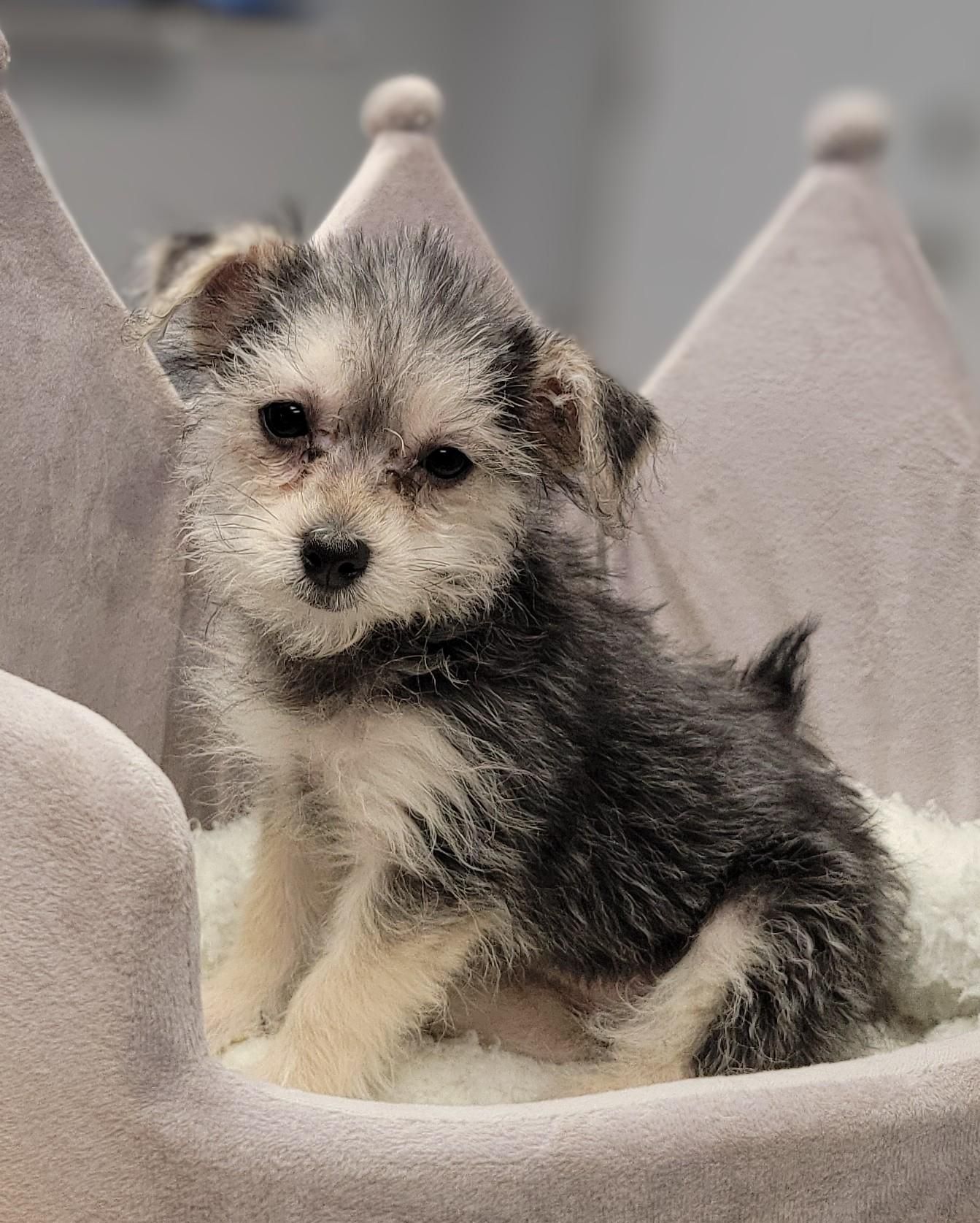 Reputable Toy & Small Dog Breeder in Wisconsin | Tiny Tykes Puppies LLC