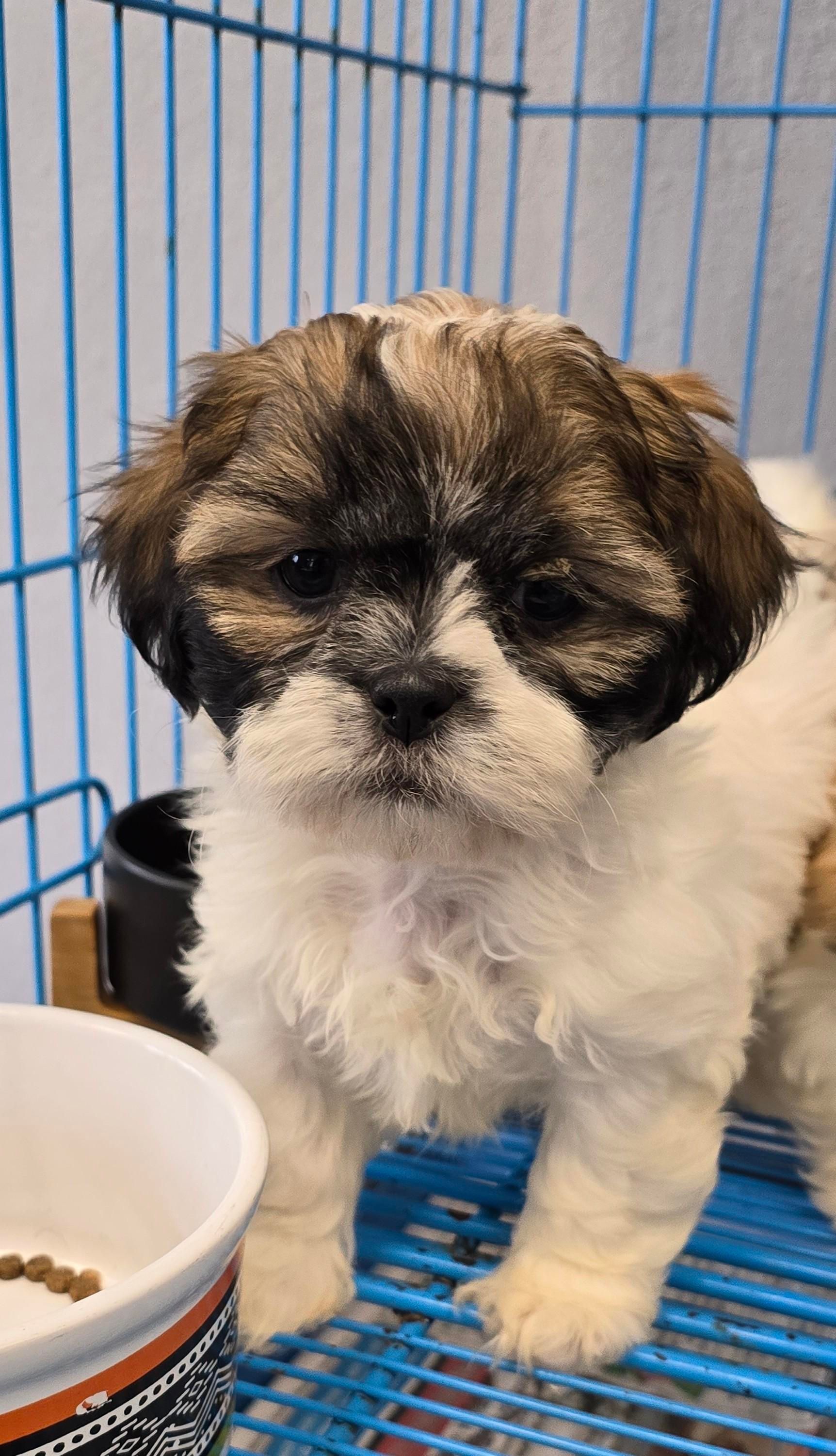 Reputable Toy & Small Dog Breeder in Wisconsin | Tiny Tykes Puppies LLC