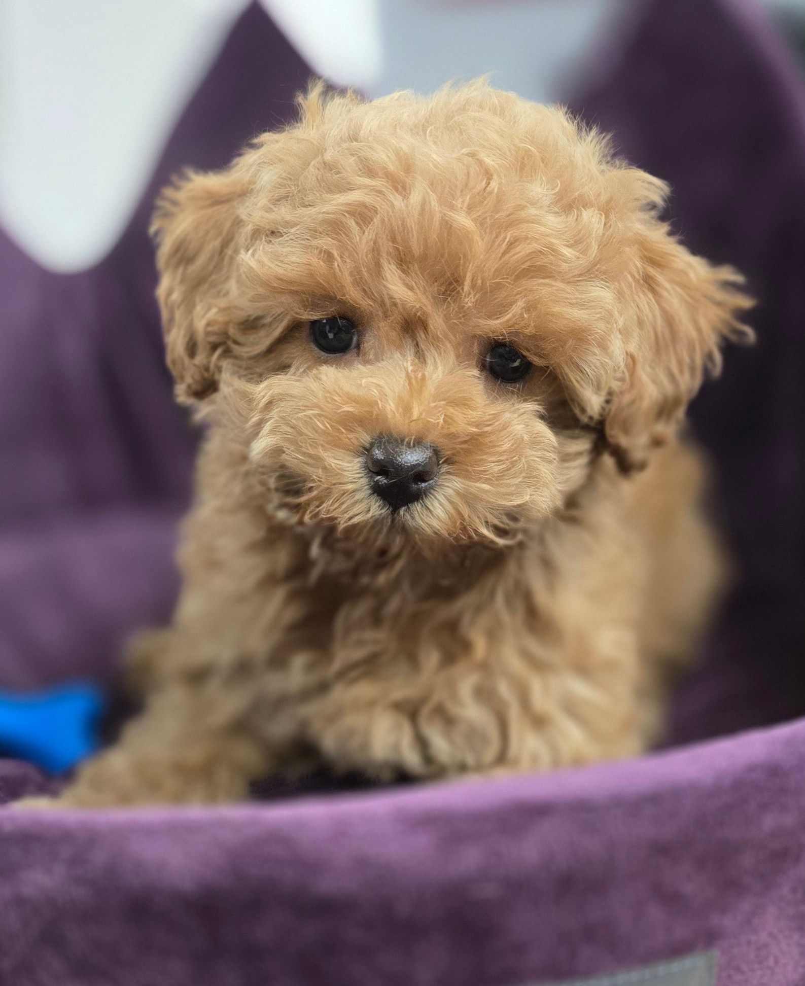 Reputable Toy & Small Dog Breeder in Wisconsin | Tiny Tykes Puppies LLC