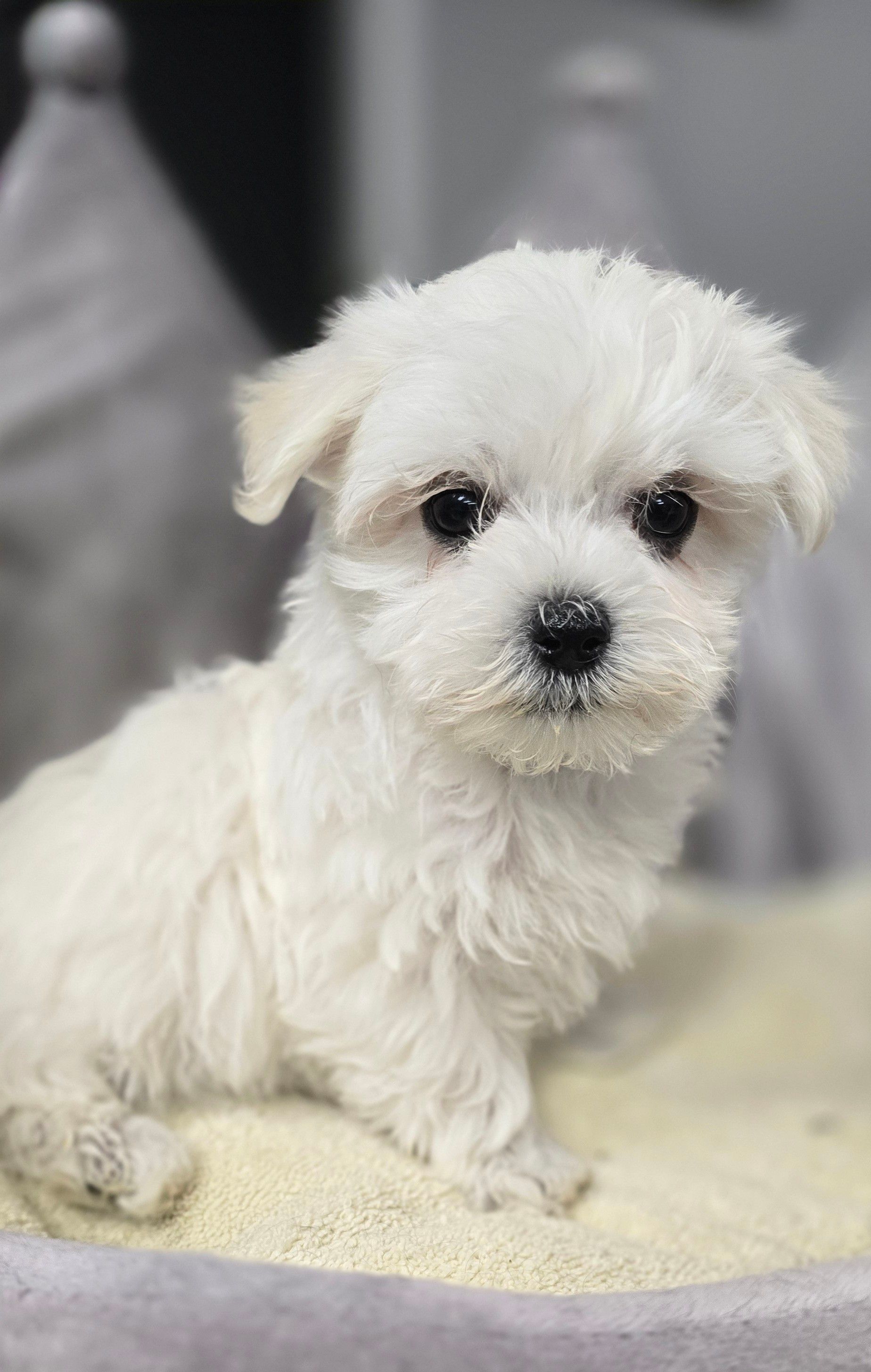 Reputable Toy & Small Dog Breeder in Wisconsin | Tiny Tykes Puppies LLC