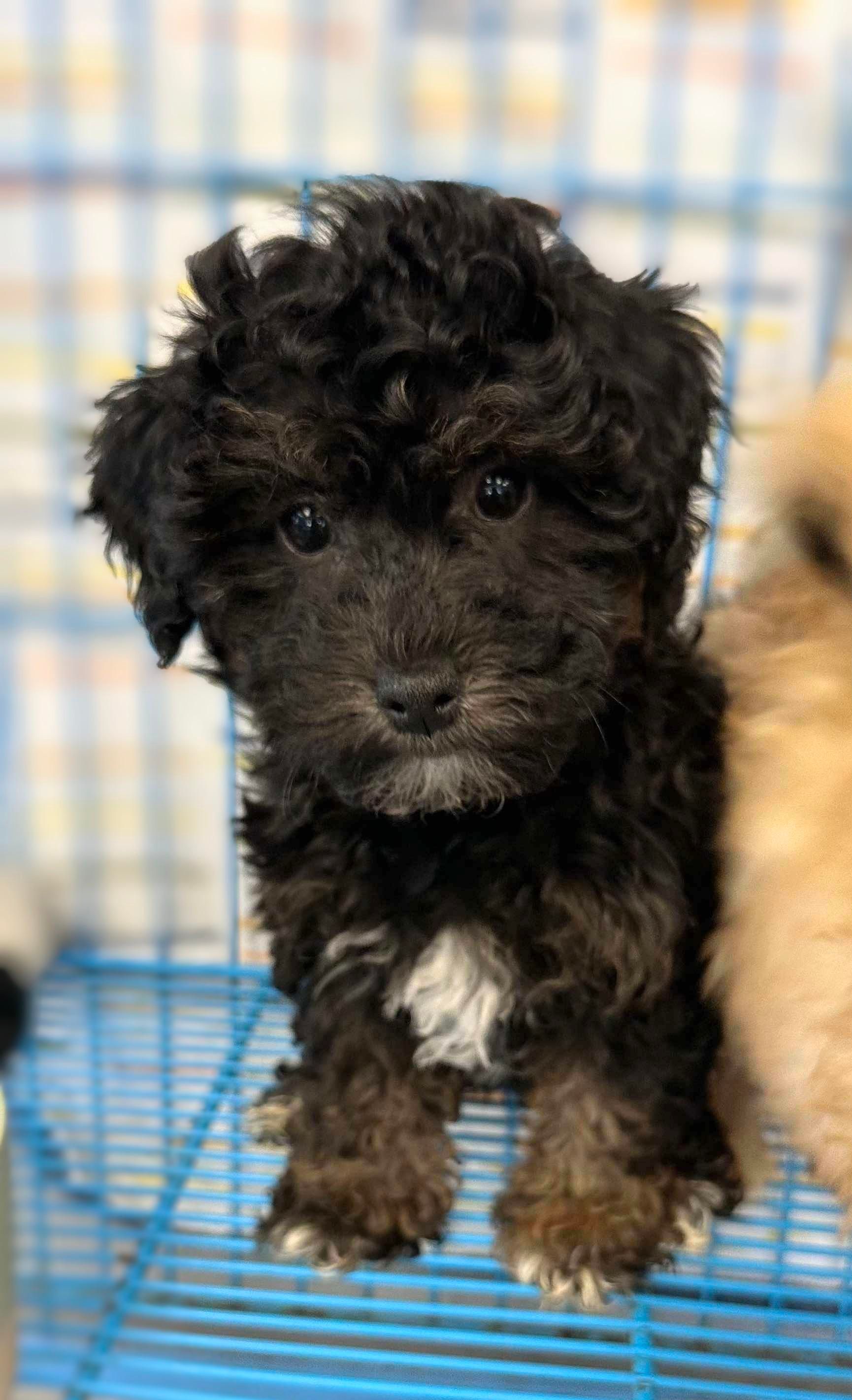 Reputable Toy & Small Dog Breeder in Wisconsin | Tiny Tykes Puppies LLC