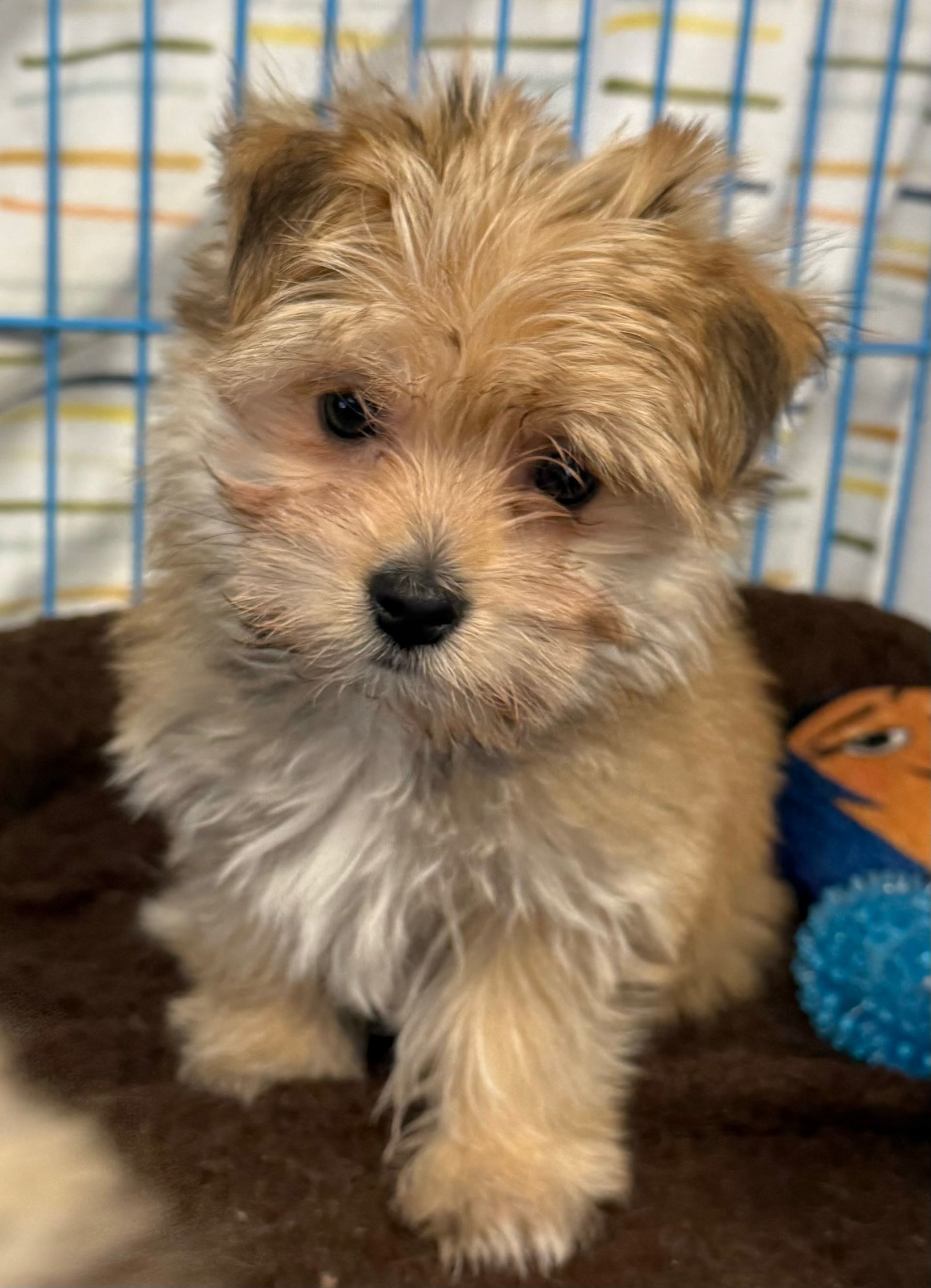 Reputable Toy & Small Dog Breeder in Wisconsin | Tiny Tykes Puppies LLC