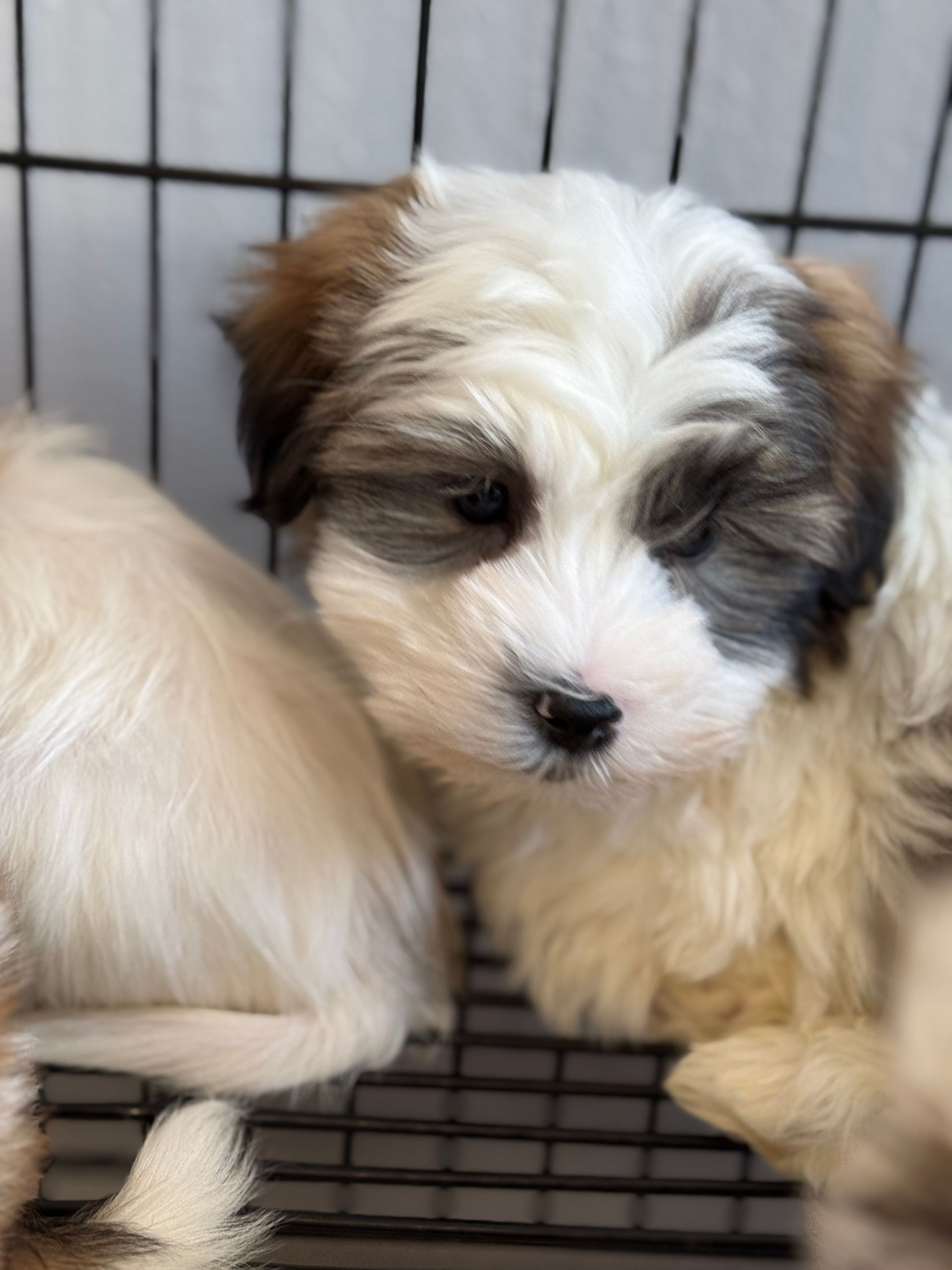 Reputable Toy & Small Dog Breeder in Wisconsin | Tiny Tykes Puppies LLC