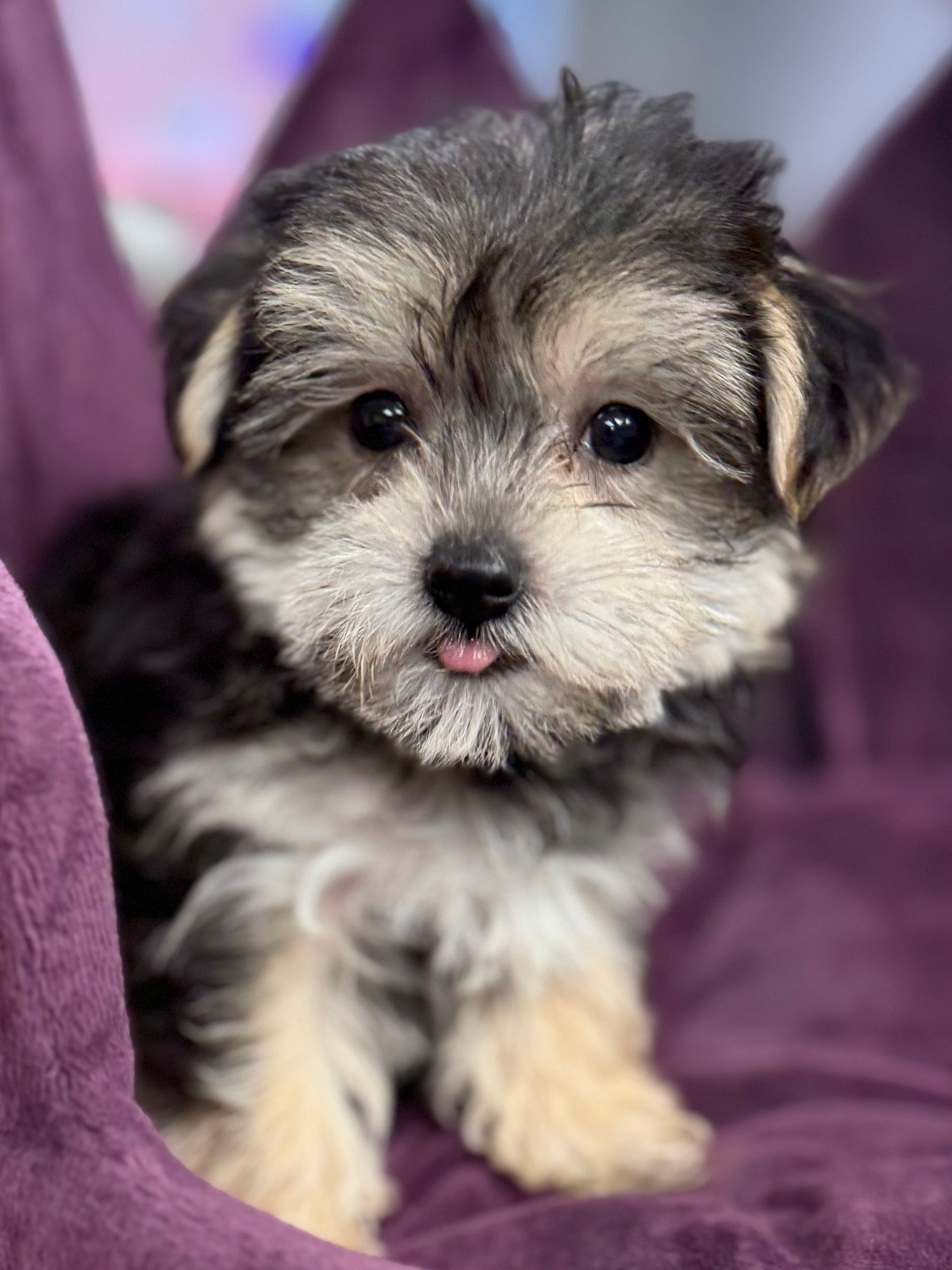 Reputable Toy & Small Dog Breeder in Wisconsin | Tiny Tykes Puppies LLC