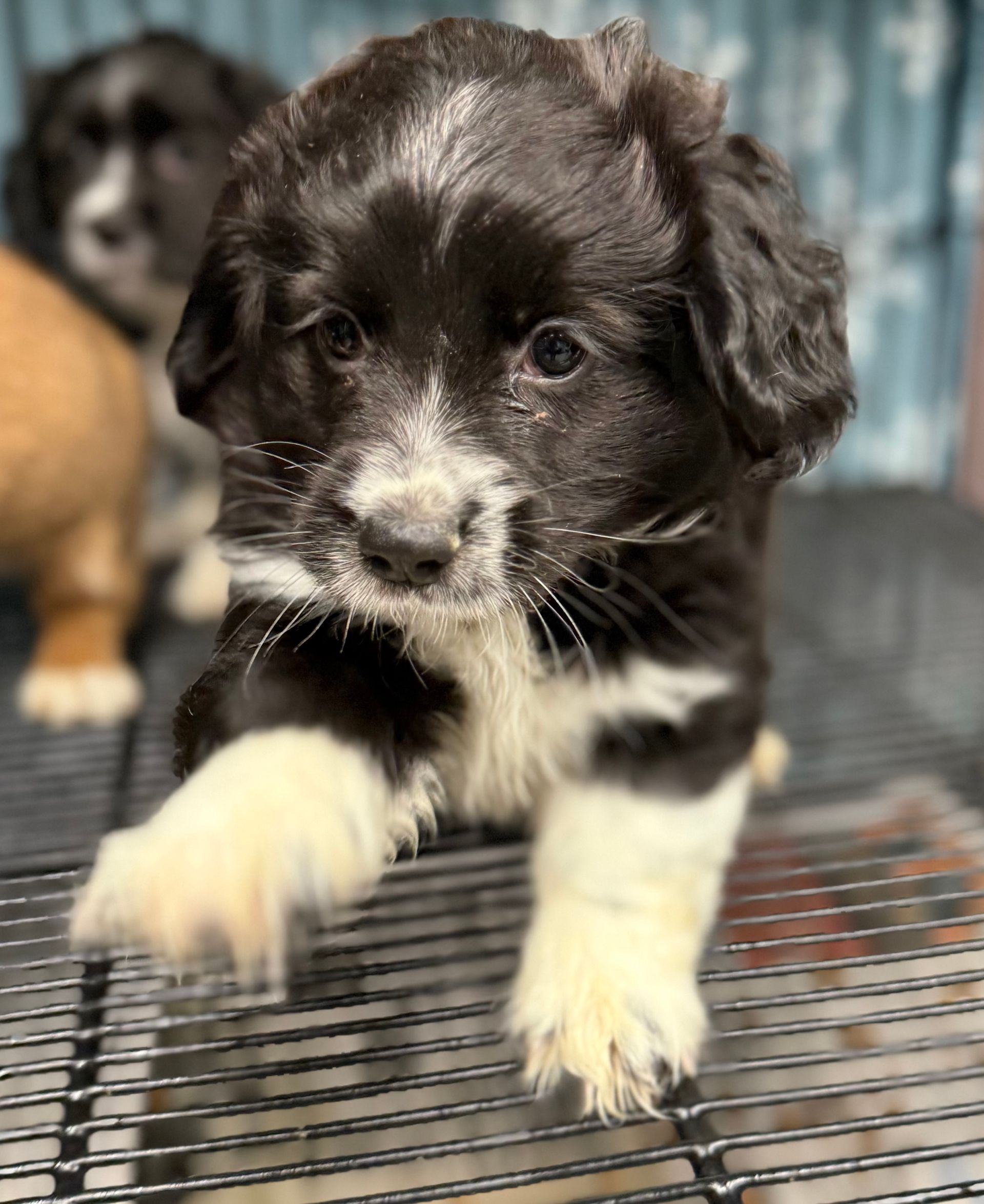 Reputable Toy & Small Dog Breeder in Wisconsin | Tiny Tykes Puppies LLC