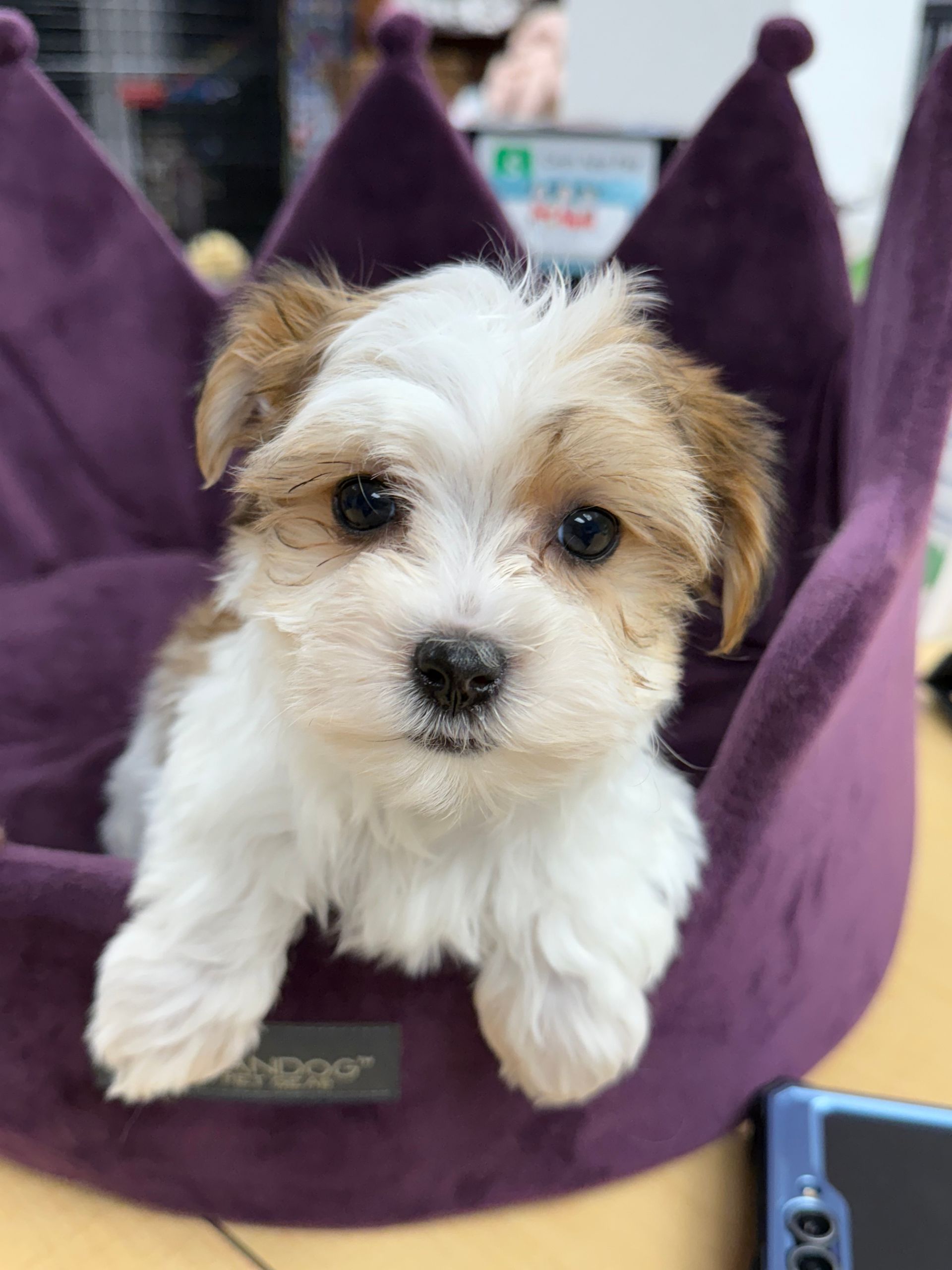 Reputable Toy & Small Dog Breeder in Wisconsin | Tiny Tykes Puppies LLC