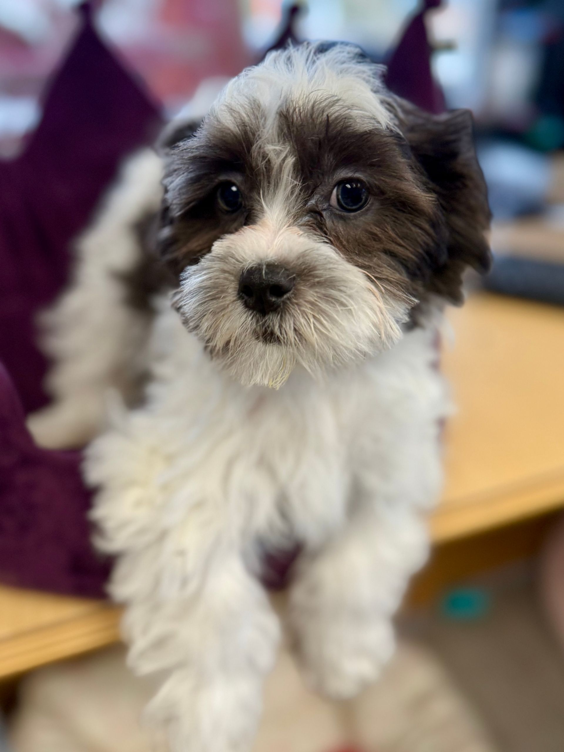 Reputable Toy & Small Dog Breeder in Wisconsin | Tiny Tykes Puppies LLC