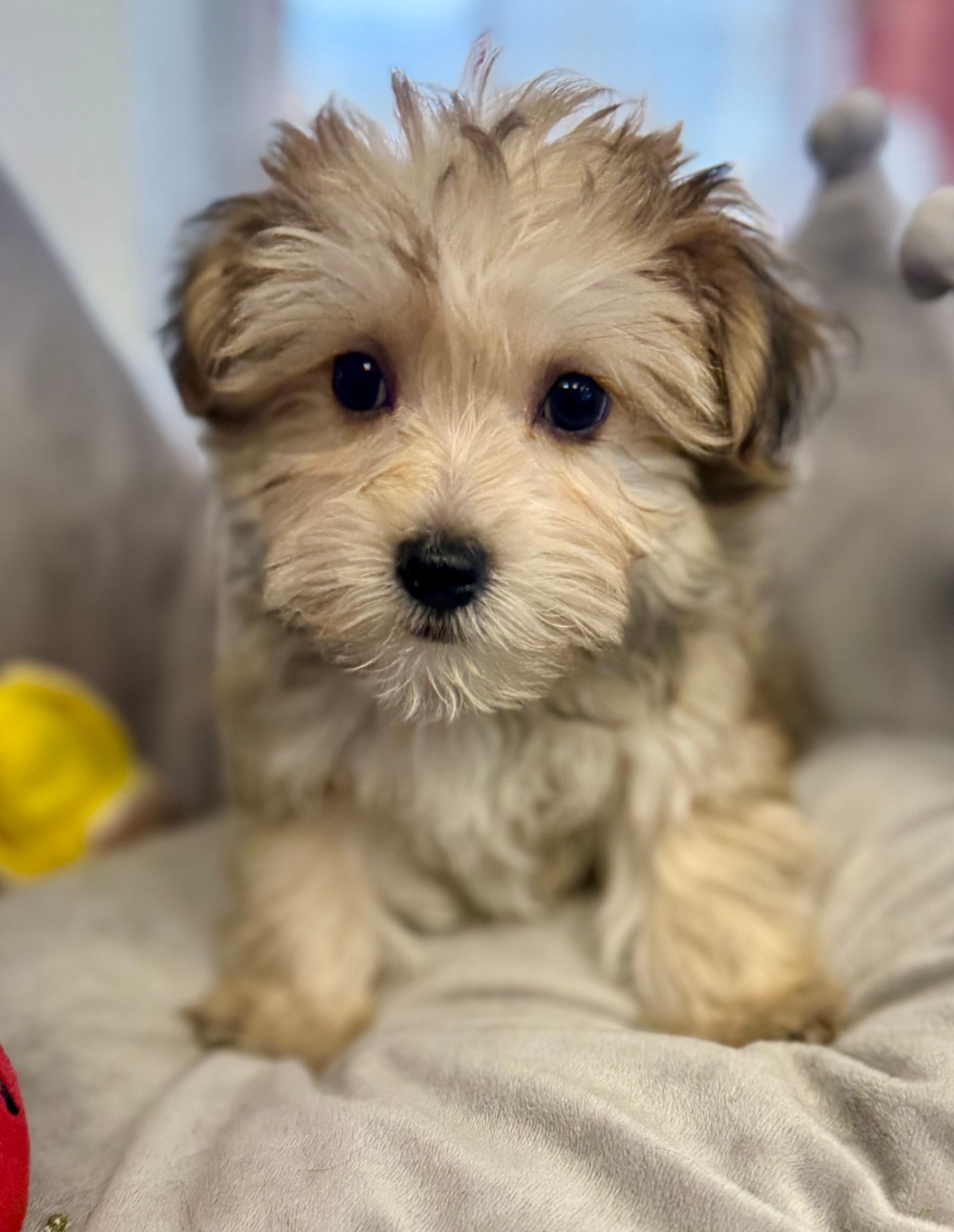 Reputable Toy & Small Dog Breeder in Wisconsin | Tiny Tykes Puppies LLC