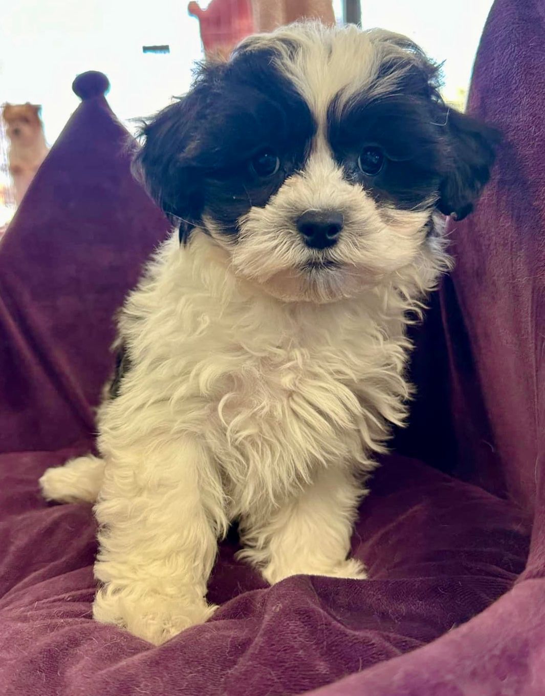 Reputable Toy & Small Dog Breeder in Wisconsin | Tiny Tykes Puppies LLC